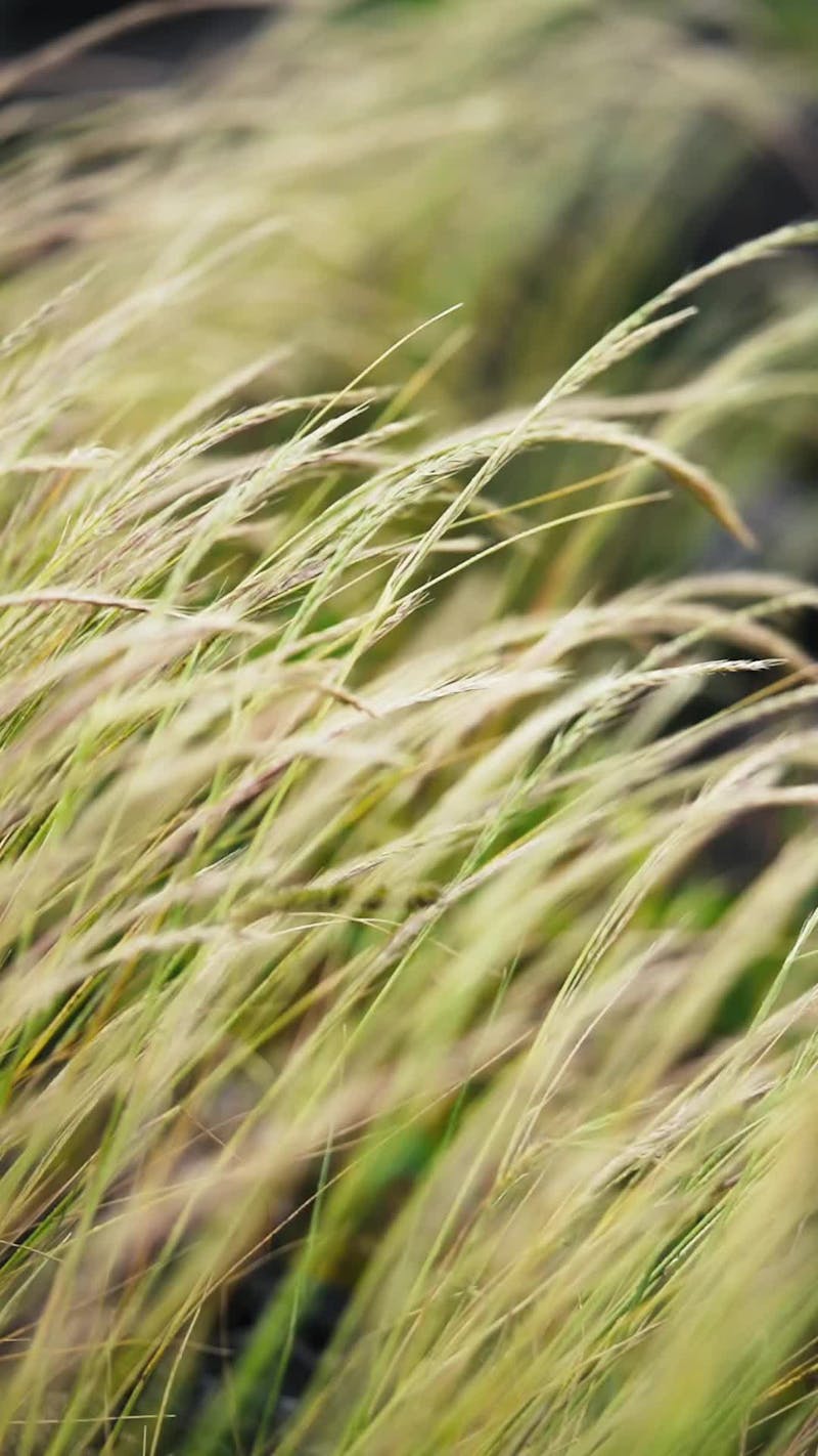 Short Clips Videos, Download The BEST Free 4k Stock Video Footage ...