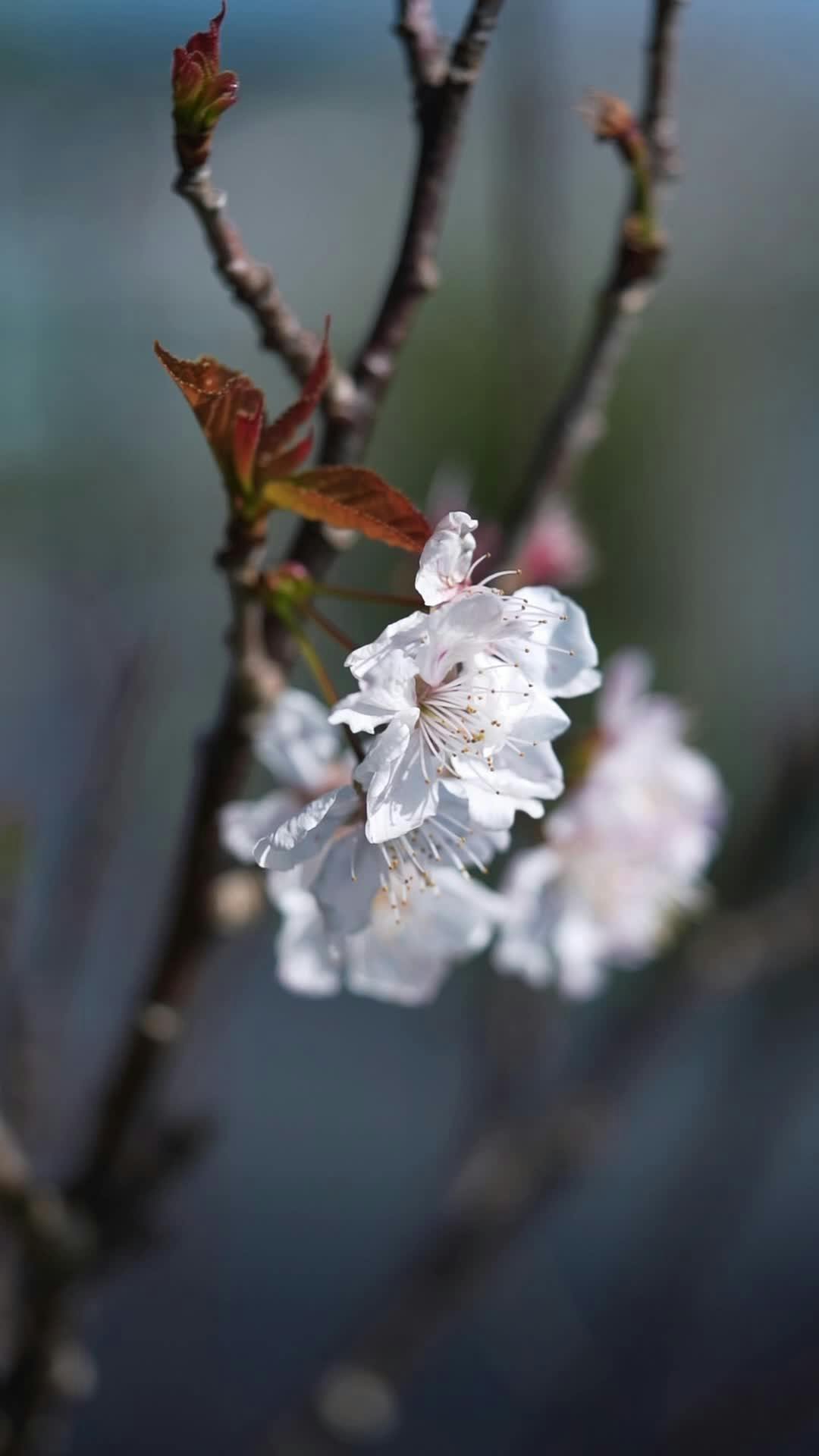 Reels And Shorts Videos, Download The BEST Free 4k Stock Video Footage ...