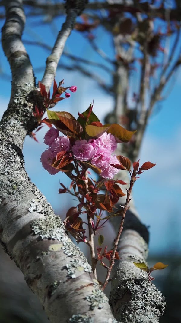 Meme Clips Videos, Download The BEST Free 4k Stock Video Footage & Meme ...