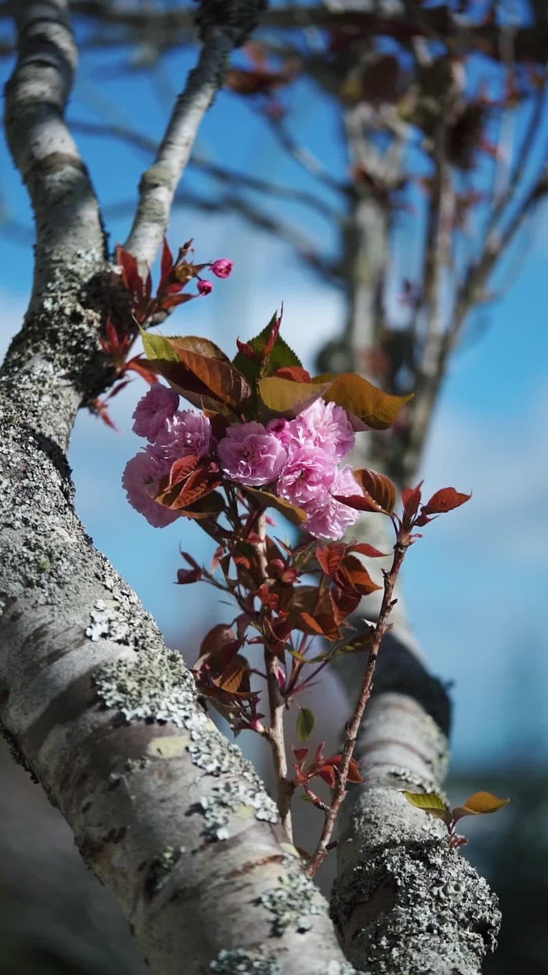 Cricket Short Clips Videos, Download The BEST Free 4k Stock Video ...