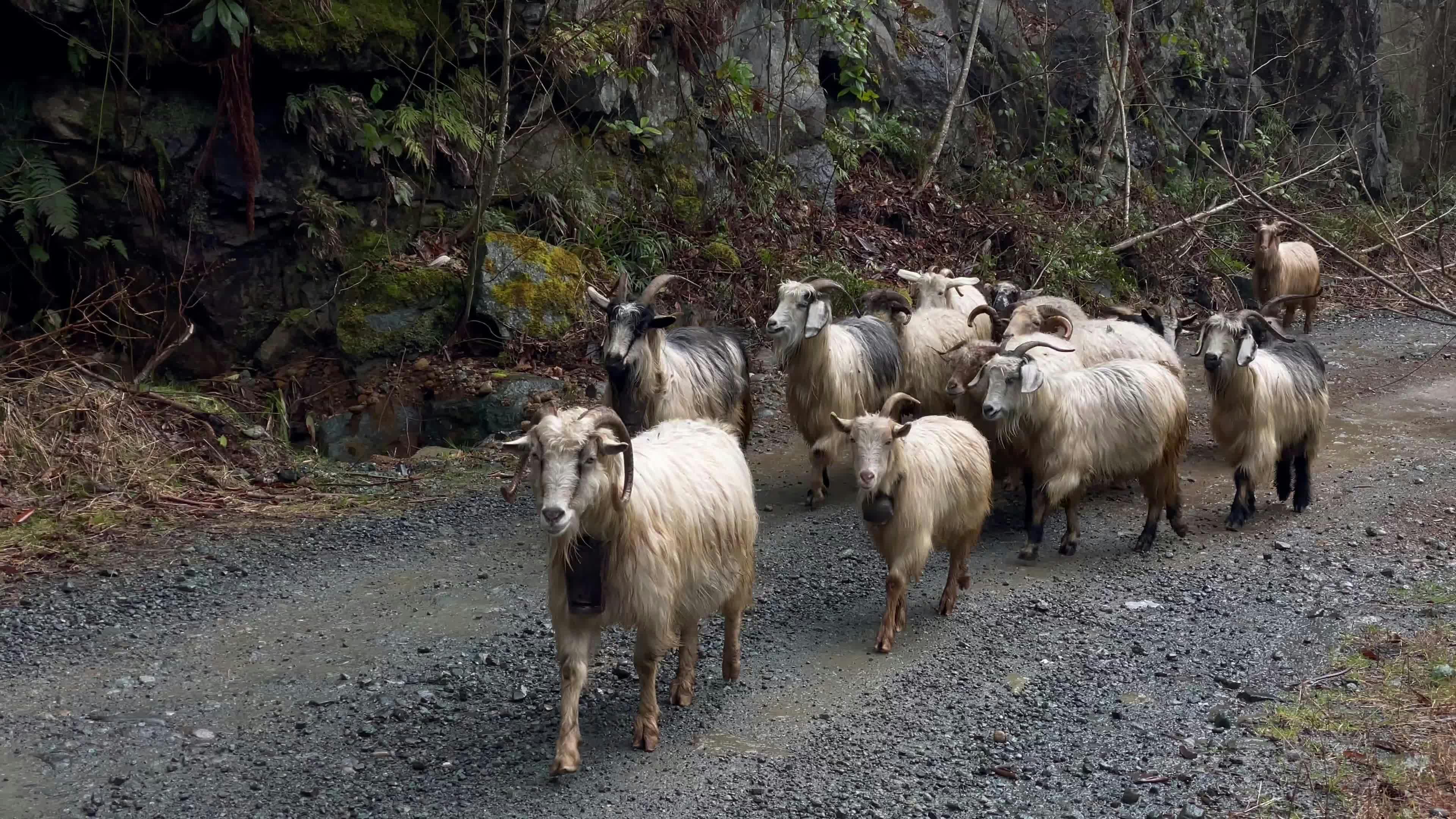 Mountain Goats Walking on Rocky Road Free Stock Video Footage, Royalty ...