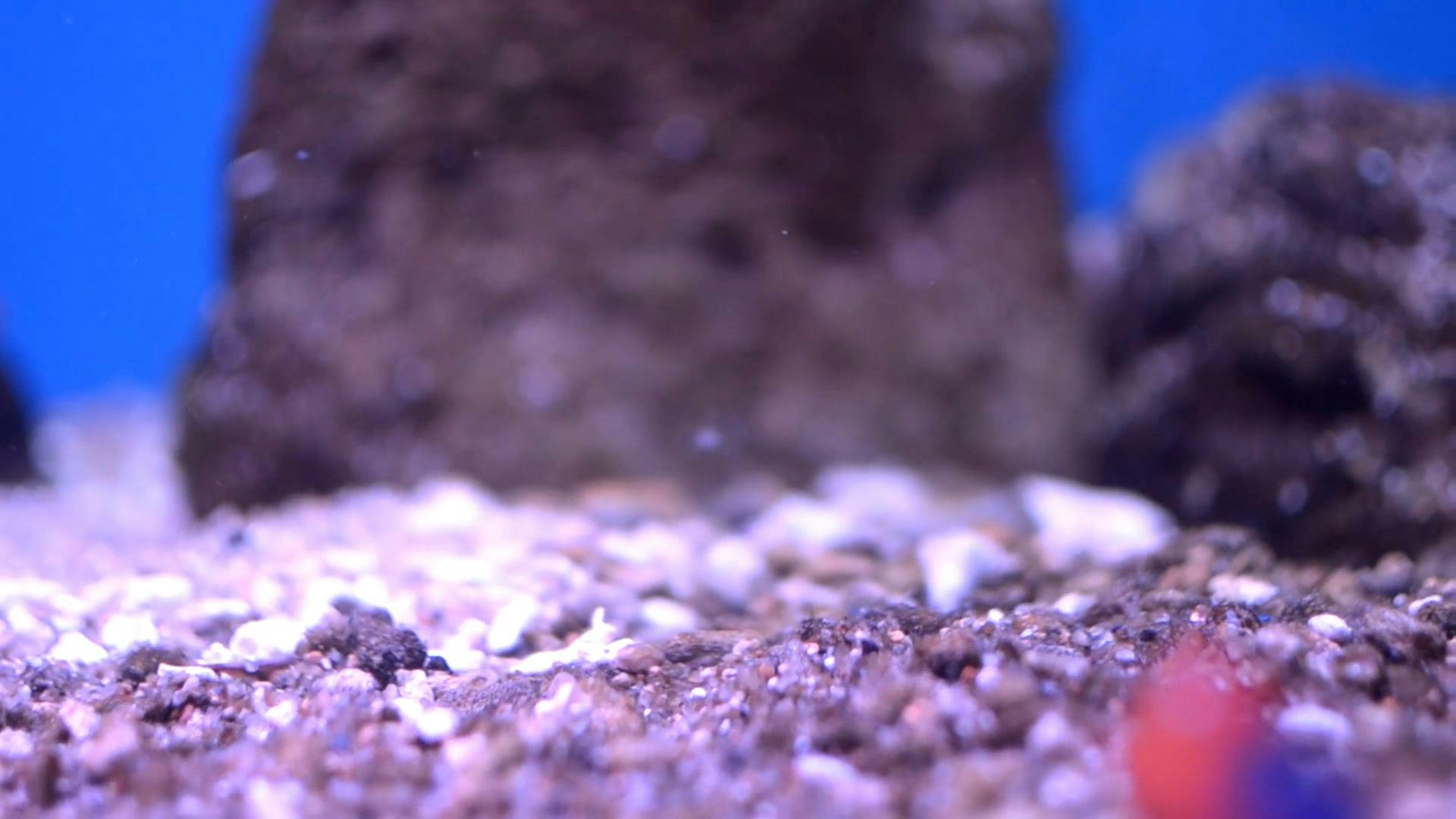 Close-Up View Of Small Fishes Inside An Aquarium Free Stock Video ...