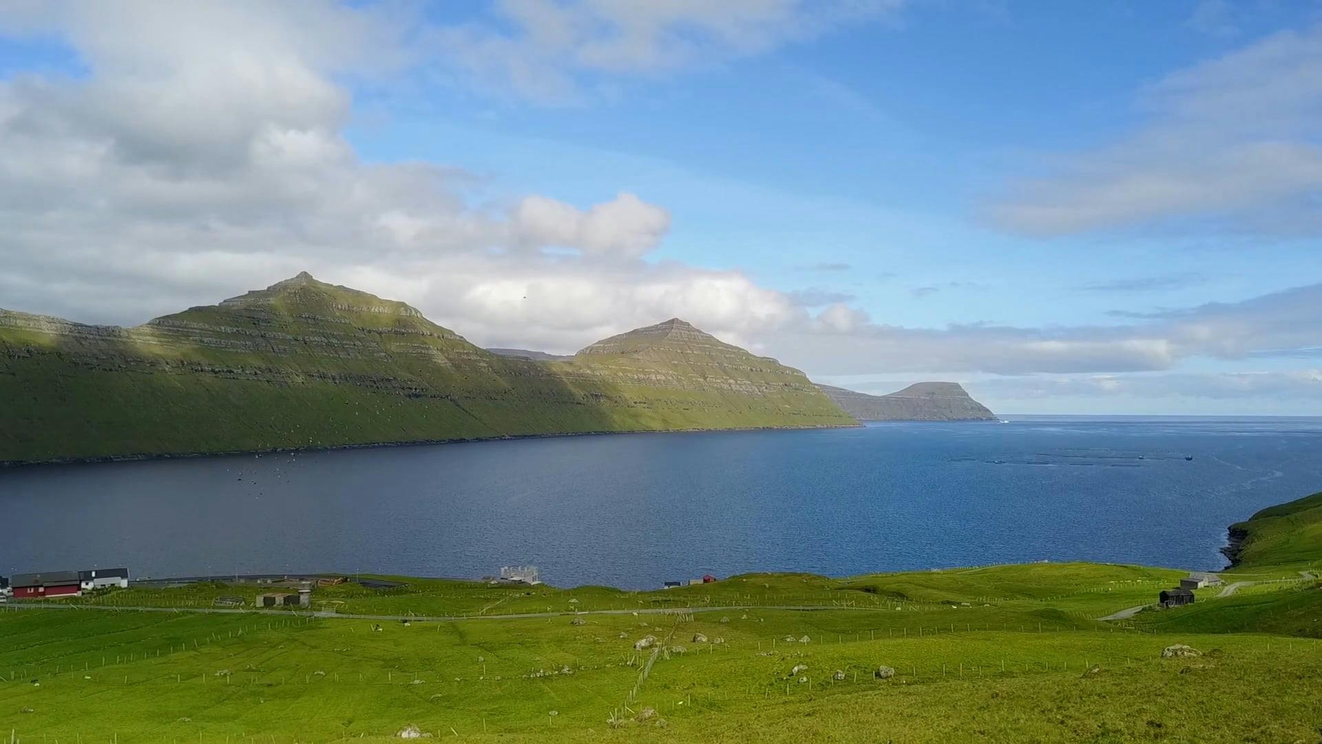 Birds Fly Videos, Download The BEST Free 4k Stock Video Footage & Birds ...