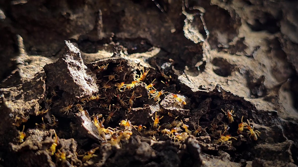 Bugs Videos, Download The BEST Free 4k Stock Video Footage & Bugs HD ...