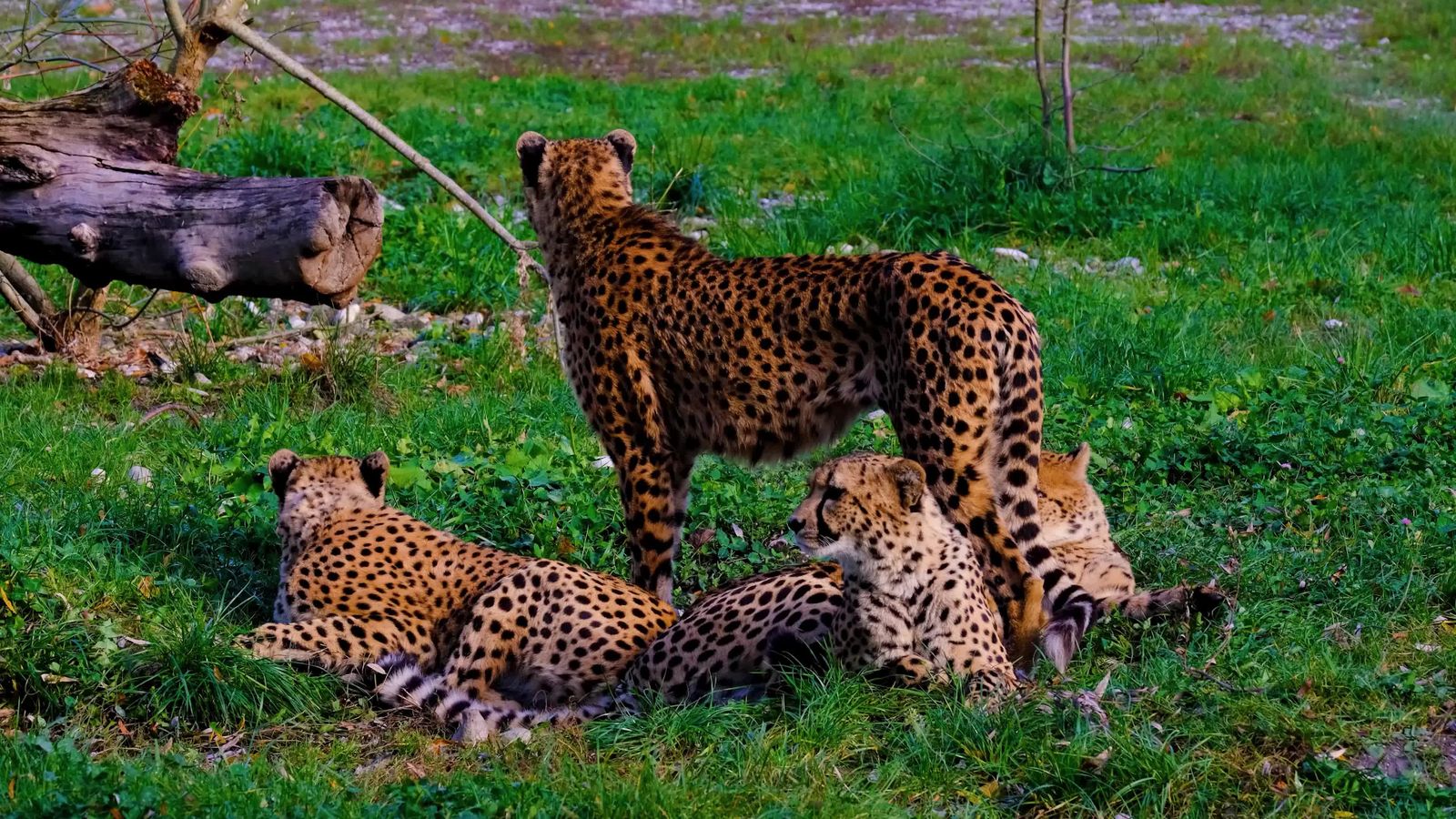 Cheetah Videos, Download The BEST Free 4k Stock Video Footage & Cheetah ...