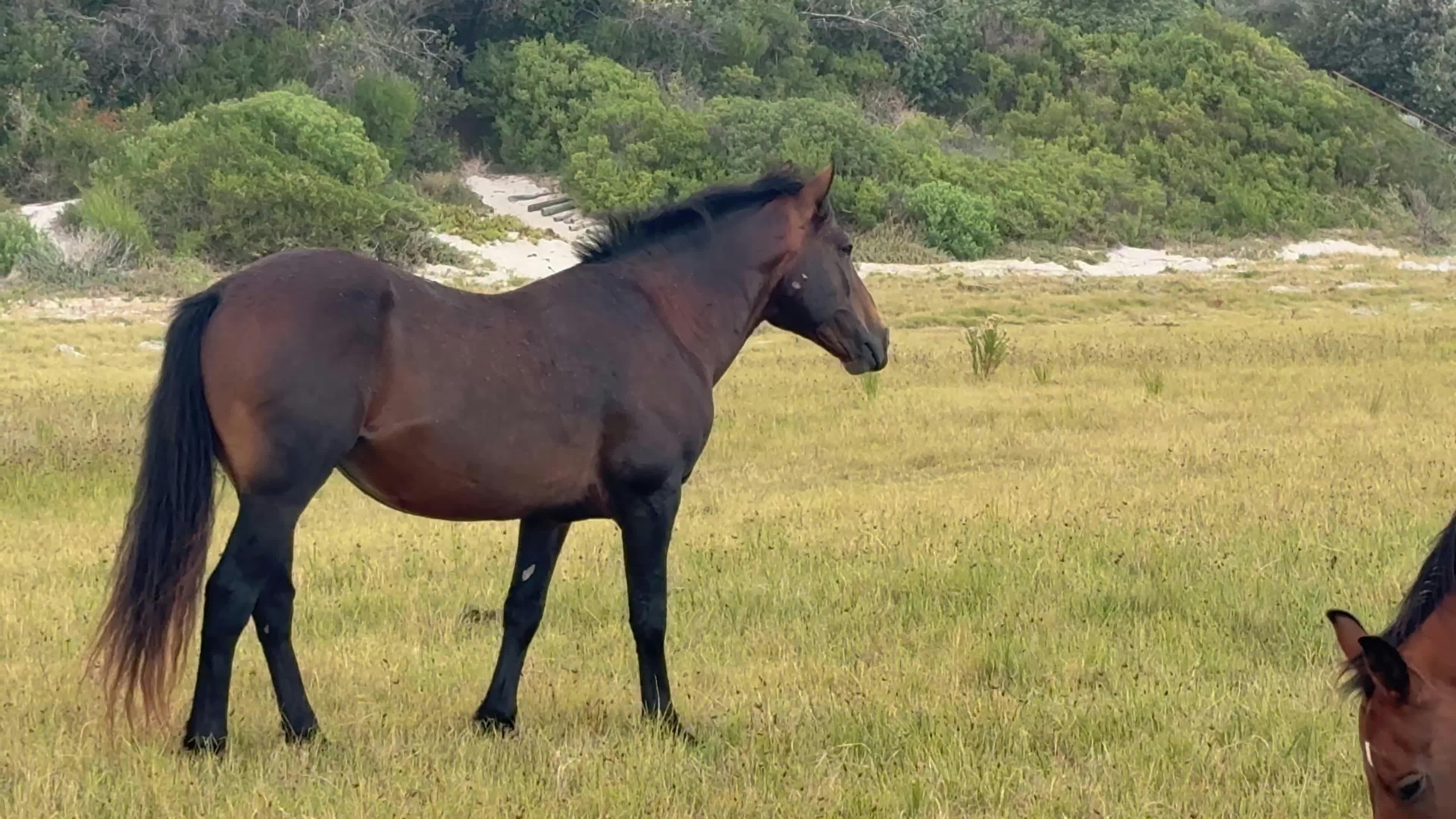 Vidéo gratuite de @extérieur, animaux sauvages, bel animal, bucolique ...
