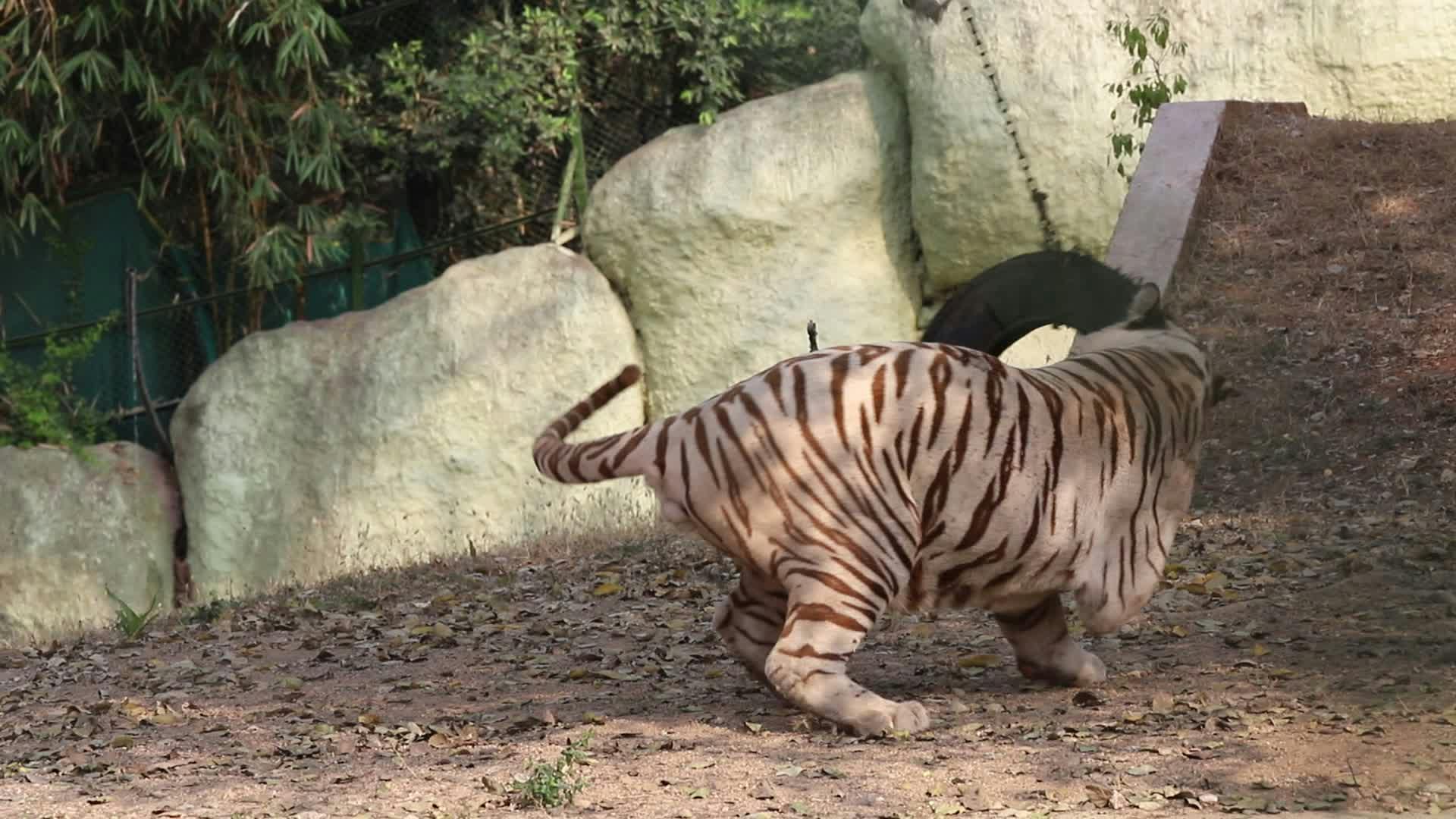 Tiger Run Videos, Download The BEST Free 4k Stock Video Footage & Tiger ...