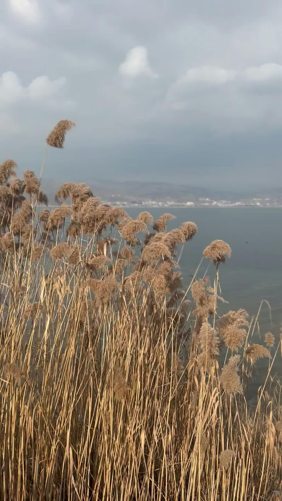 Vertical Background Videos, Download The BEST Free 4k Stock Video ...