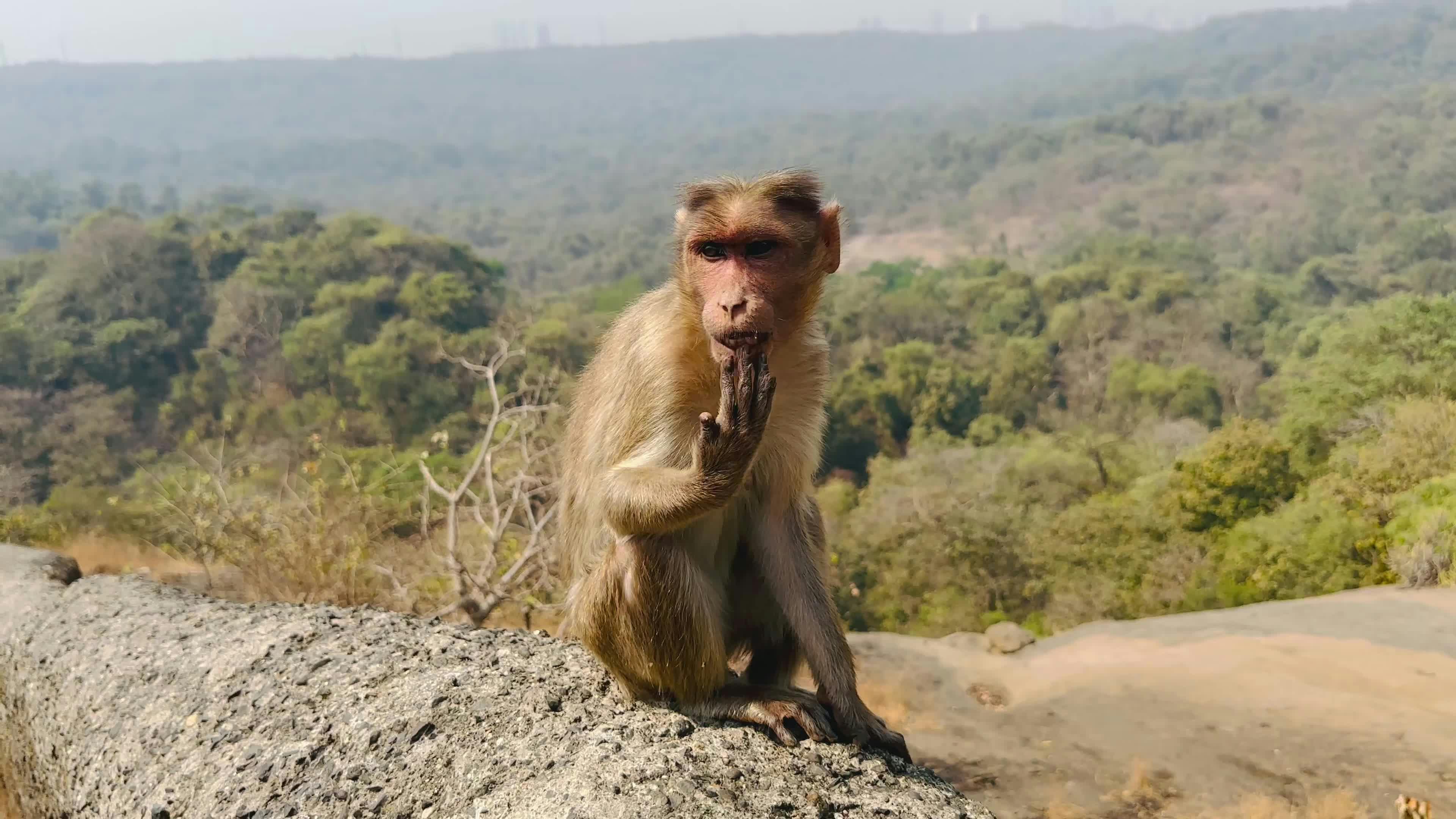 Monkeys Wallpaper Videos, Download The BEST Free 4k Stock Video Footage & Monkeys Wallpaper HD ...