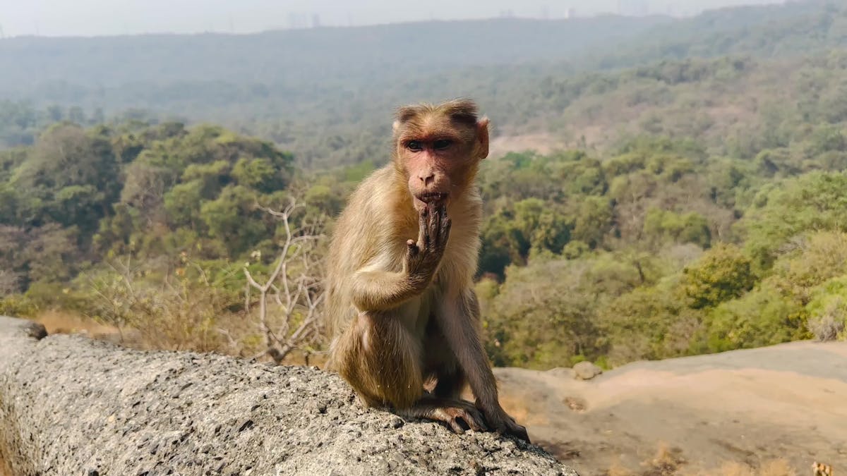 Monkey Rizz Videos, Download The BEST Free 4k Stock Video Footage ...
