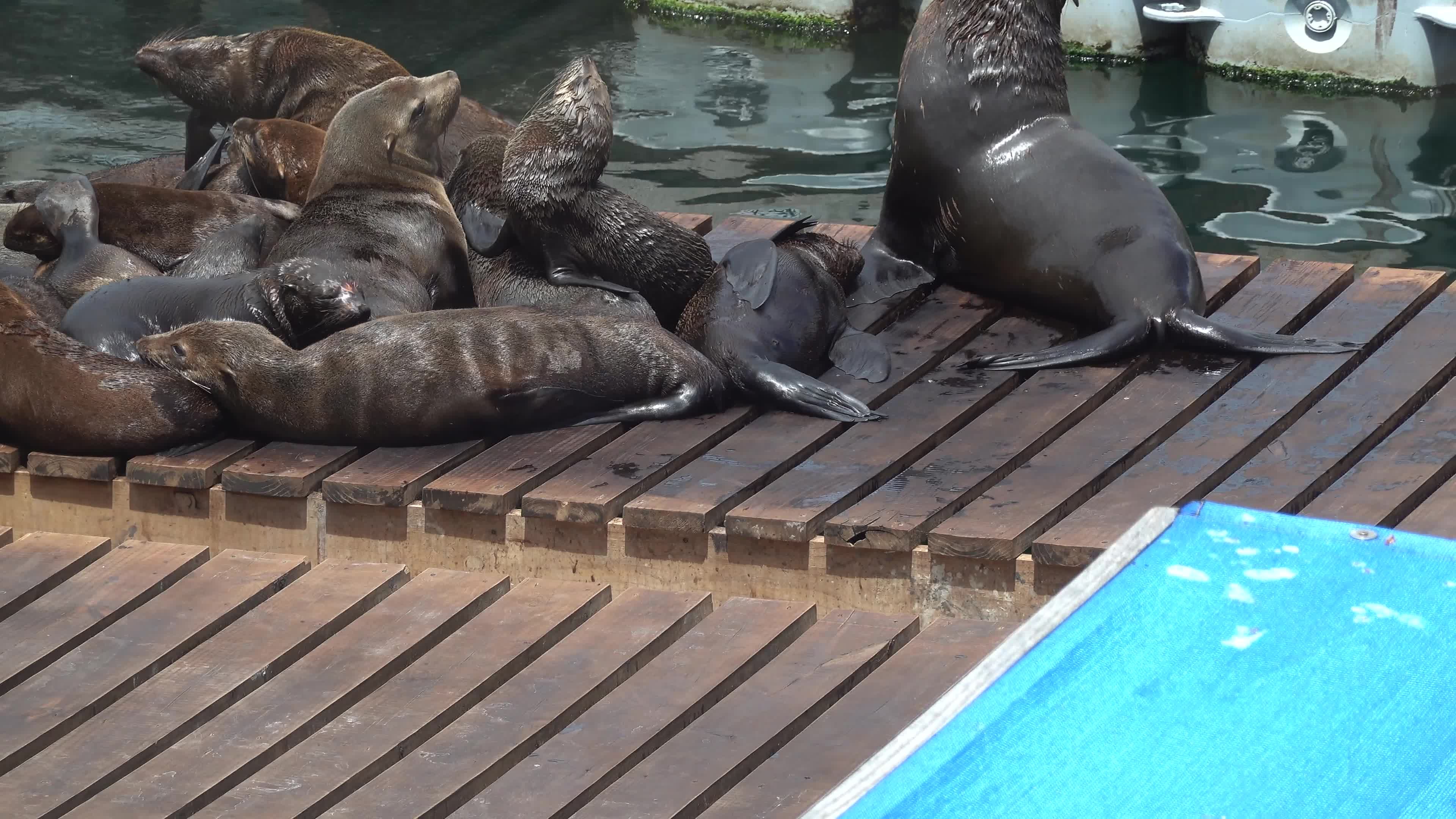Playful Sea Lions Resting on Dock Free Stock Video Footage, Royalty ...