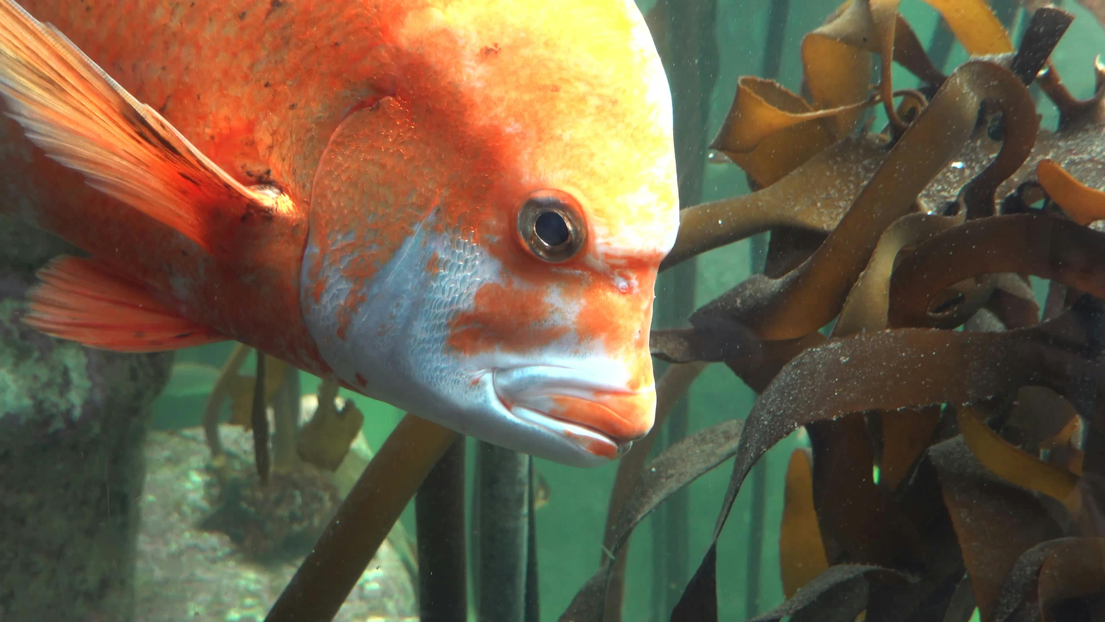 Vetki Fish Videos, Download The BEST Free 4k Stock Video Footage ...