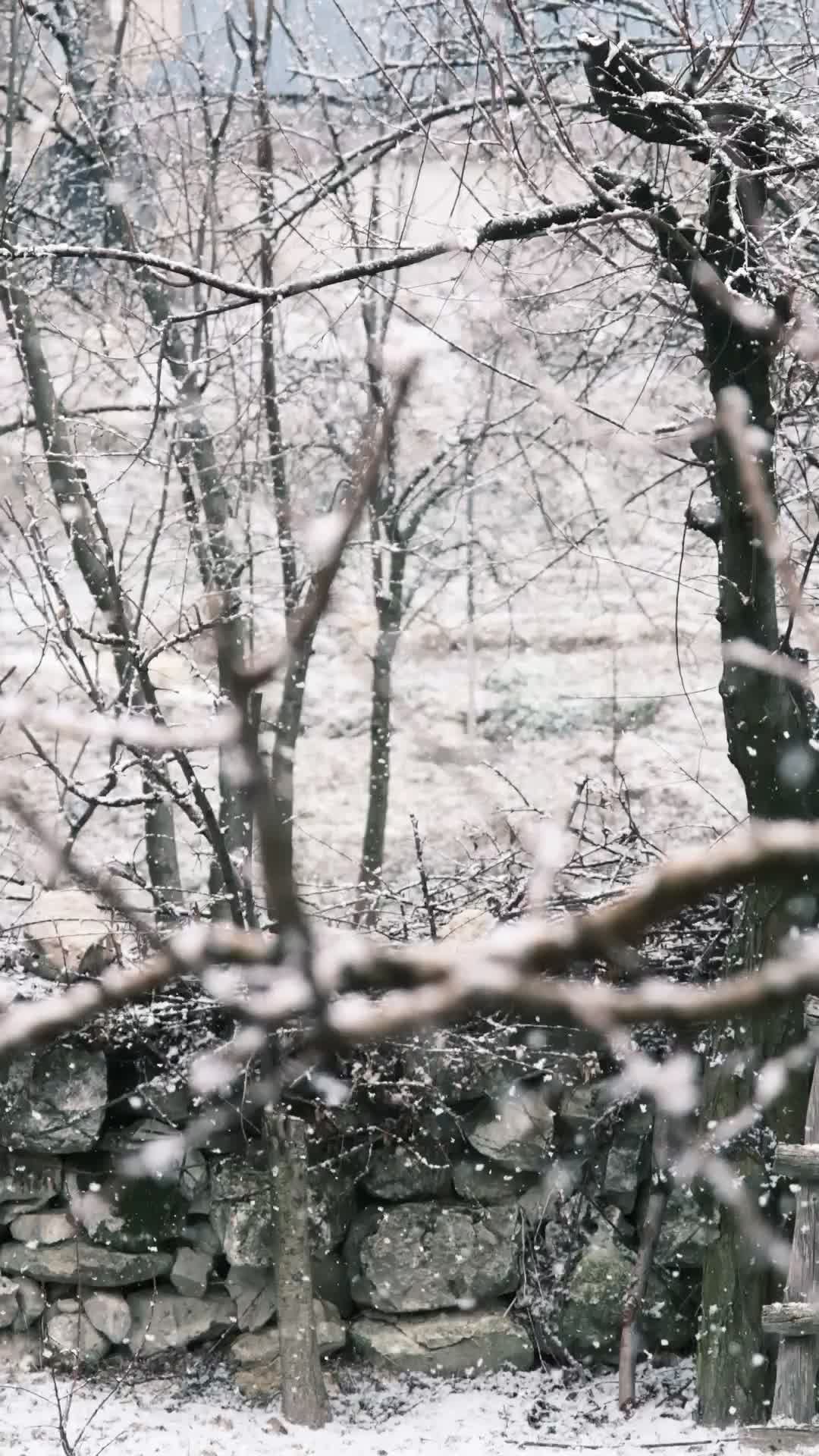 Peaceful Winter Snowfall in Scenic Forest Free Stock Video Footage ...