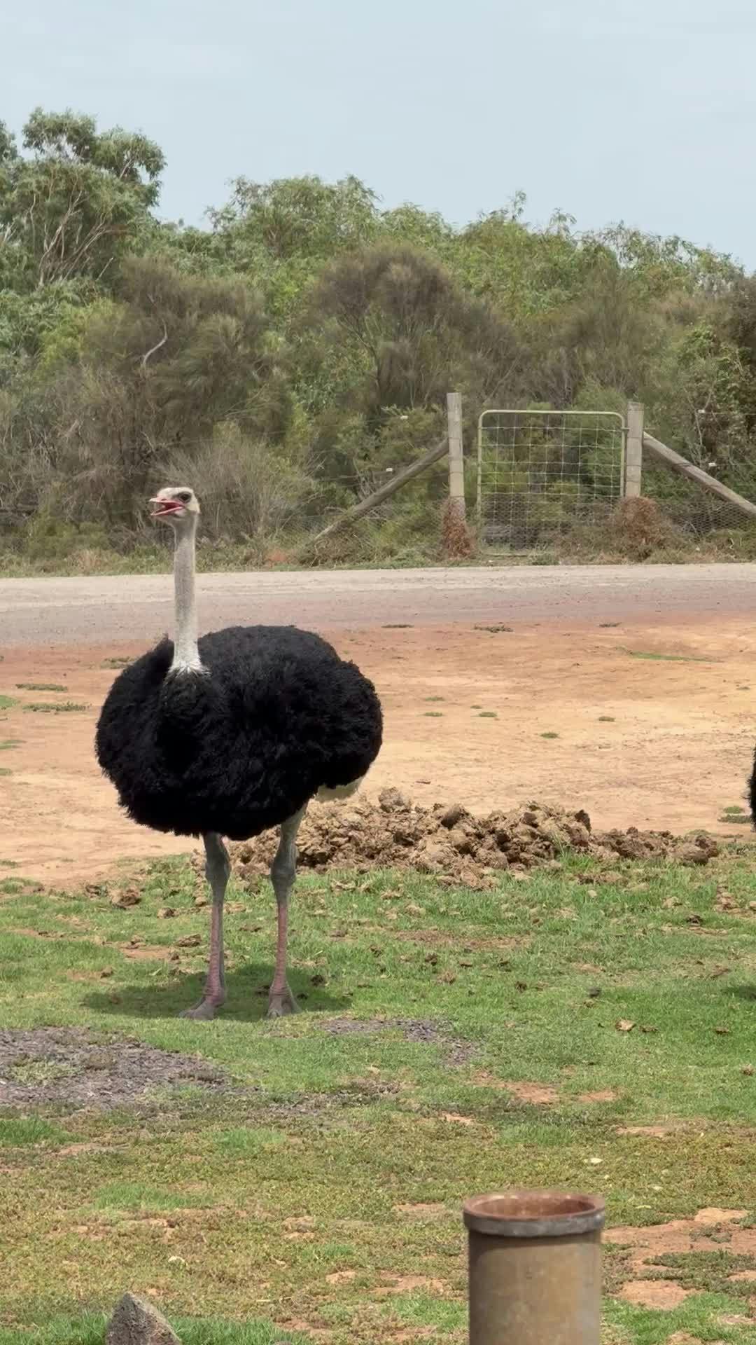 Zoo Entry Videos, Download The BEST Free 4k Stock Video Footage & Zoo ...