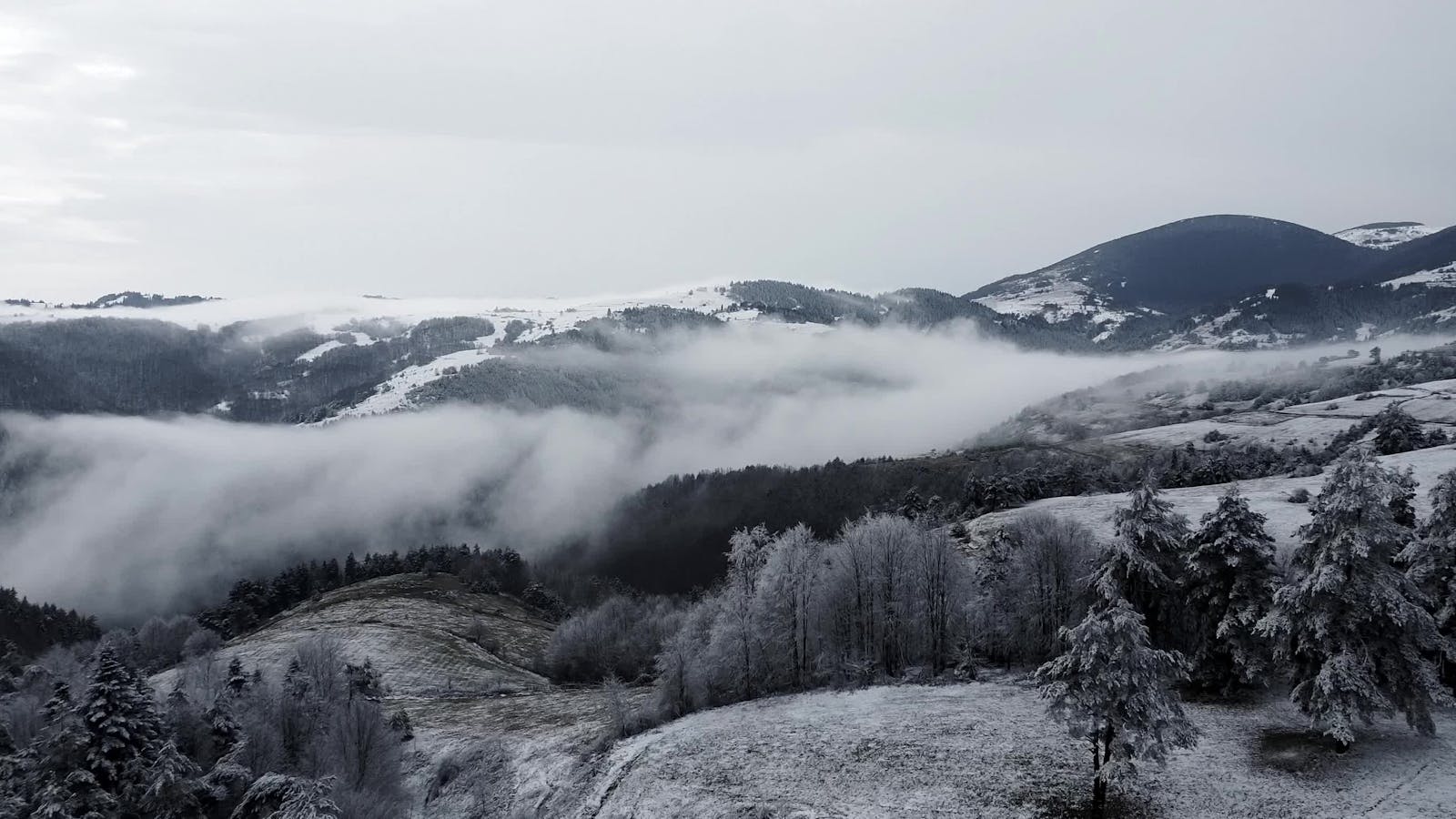 Mating Dog Videos, Download The BEST Free 4k Stock Video Footage ...