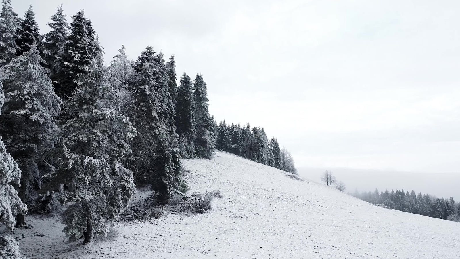 Girls+First+Dog+Knot Videos, Download The BEST Free 4k Stock Video Footage & Girls+First+Dog ...