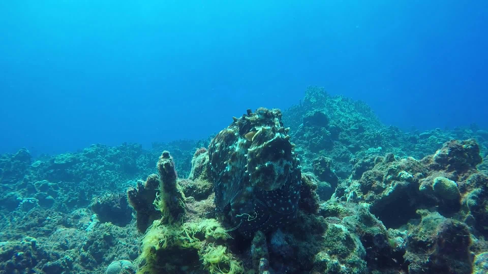 Vibrant Coral Reef with Camouflaged Octopus Free Stock Video Footage ...