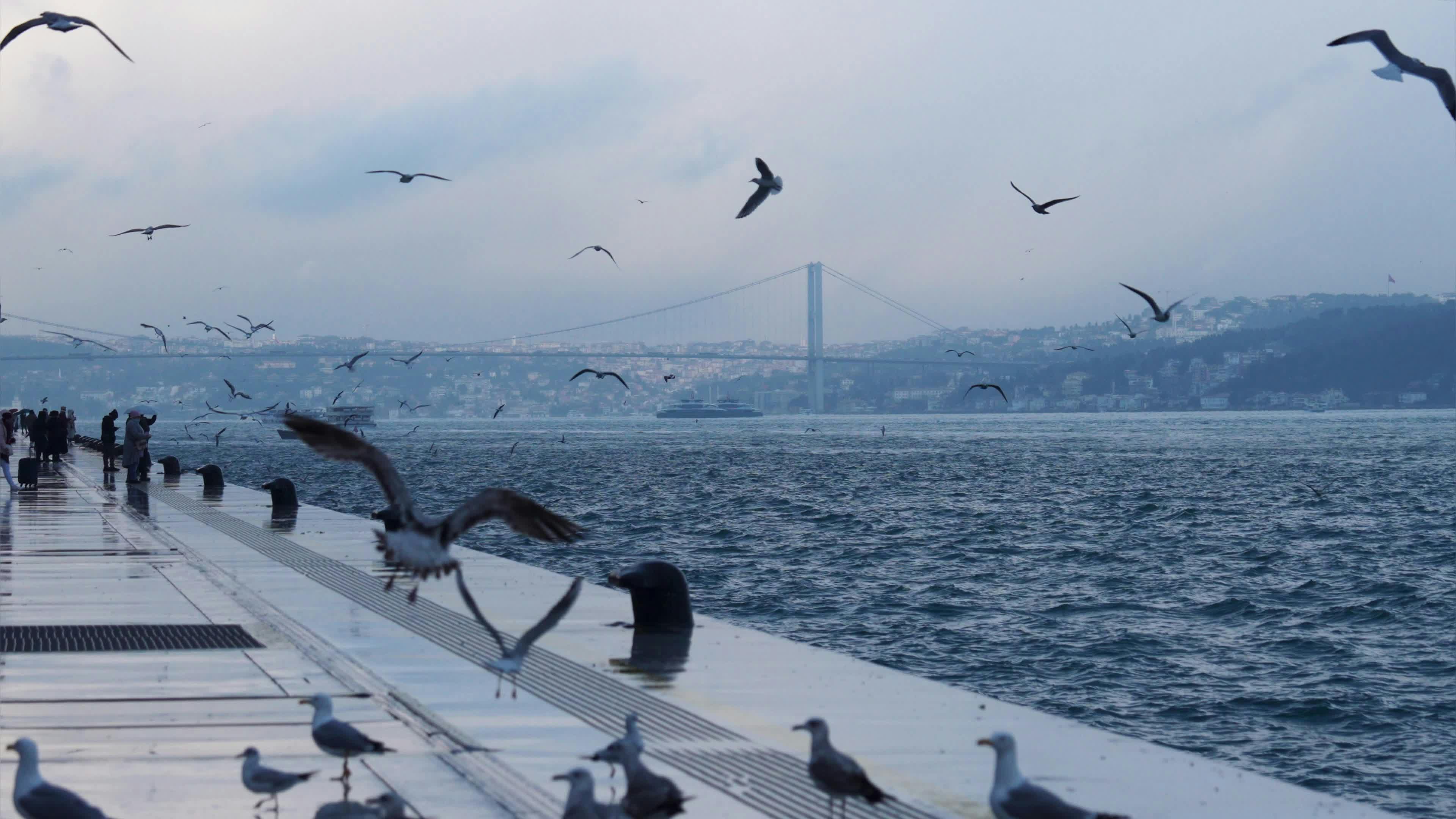 Eastern Wild Turkey Videos, Download The BEST Free 4k Stock Video ...