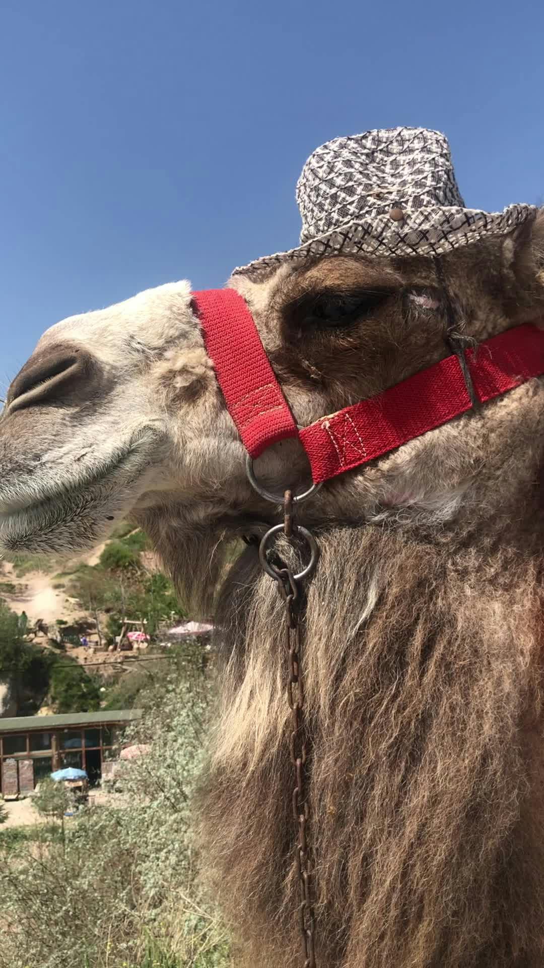 Camel Toe Videos, Download The BEST Free 4k Stock Video Footage & Camel ...