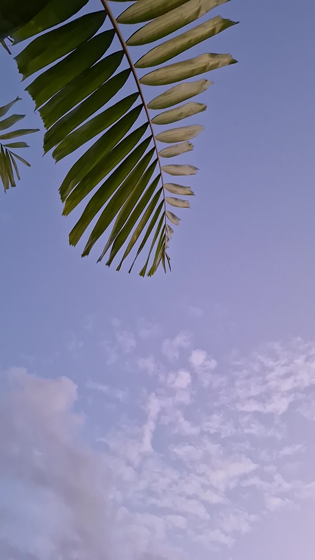 Aesthetic Nature Videos, Download The BEST Free 4k Stock Video Footage ...