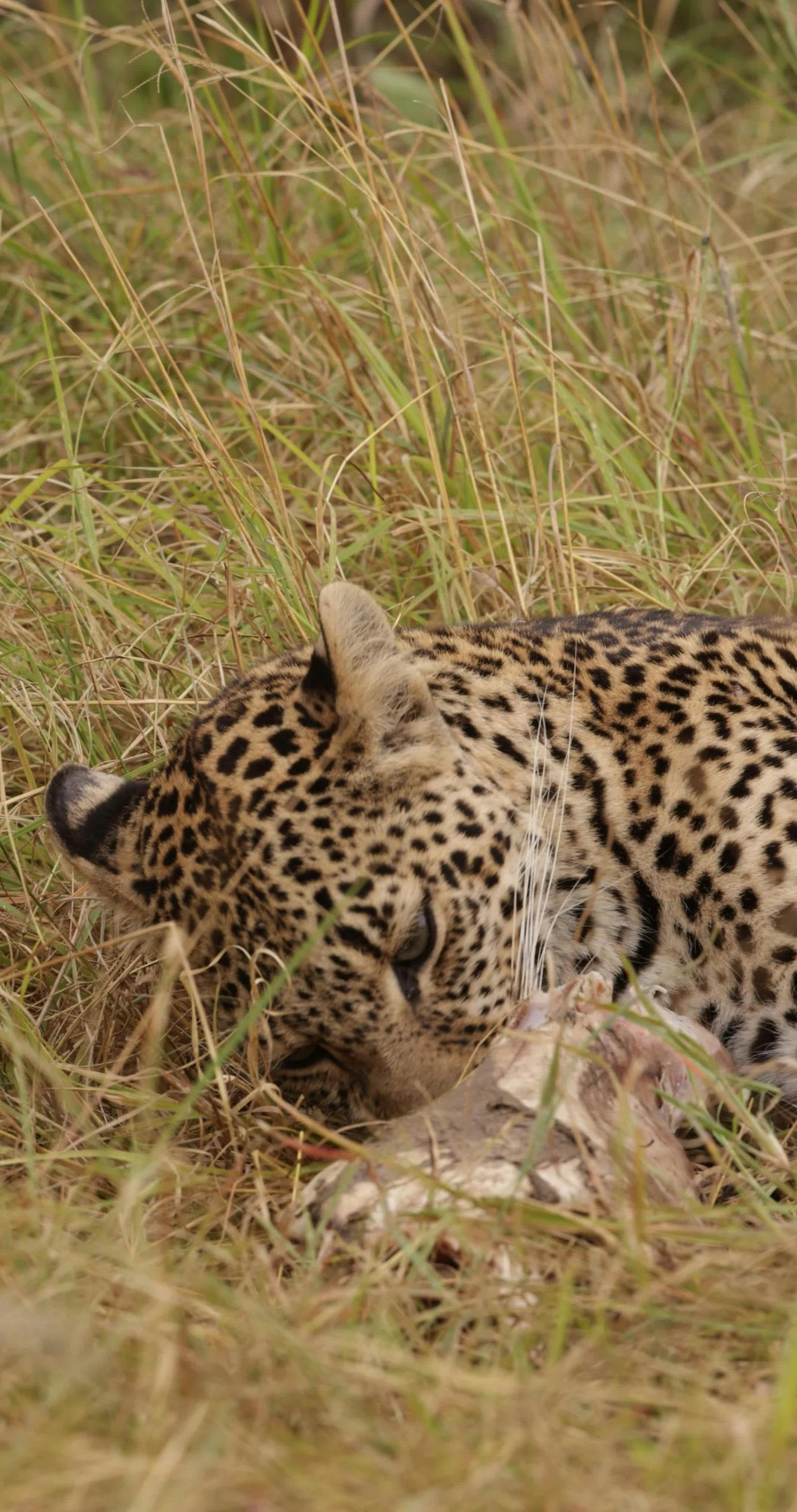 Full Hd Video Videos, Download The BEST Free 4k Stock Video Footage ...