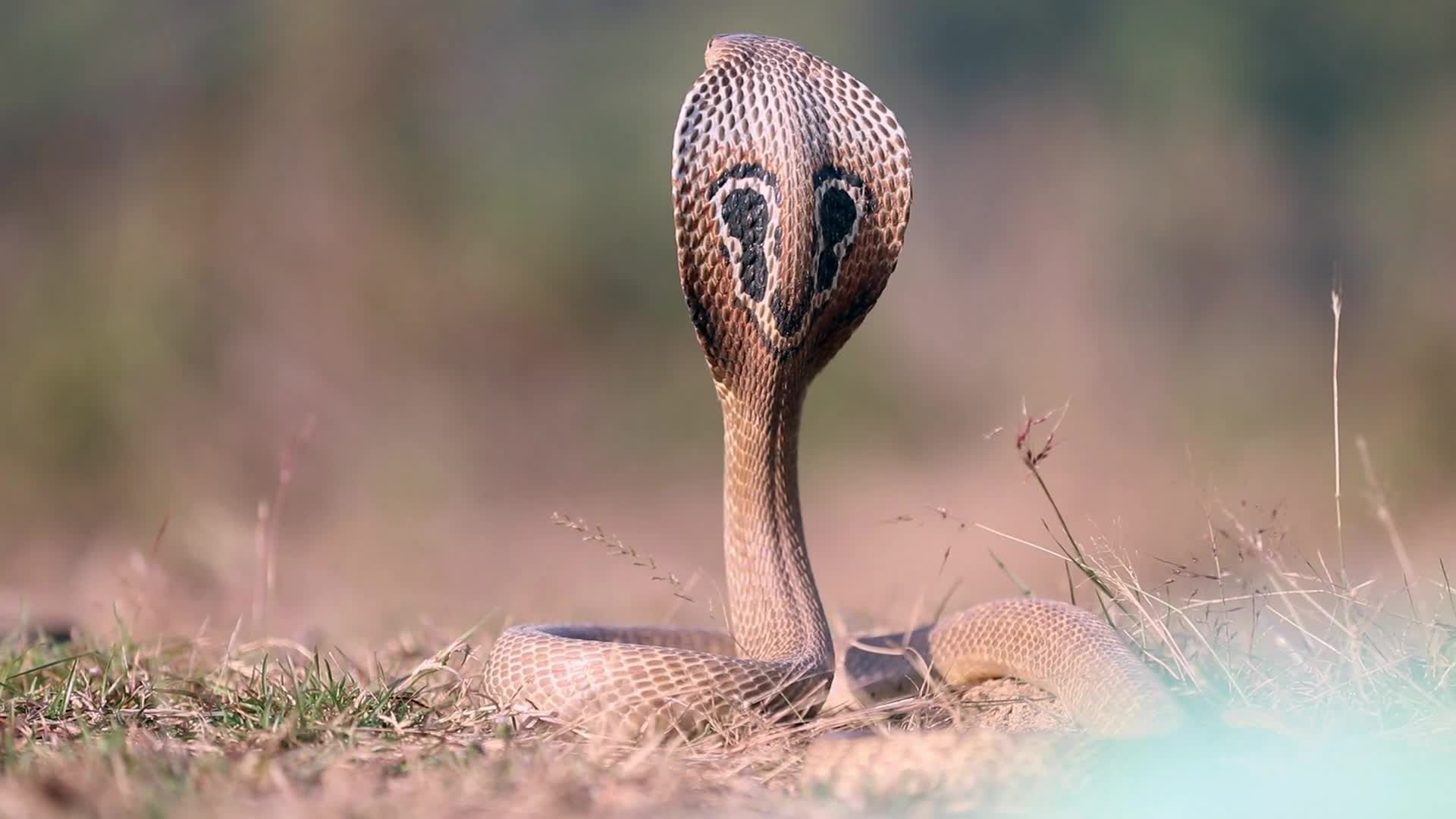 Close-Up of Indian Cobra in Natural Habitat Free Stock Video Footage ...