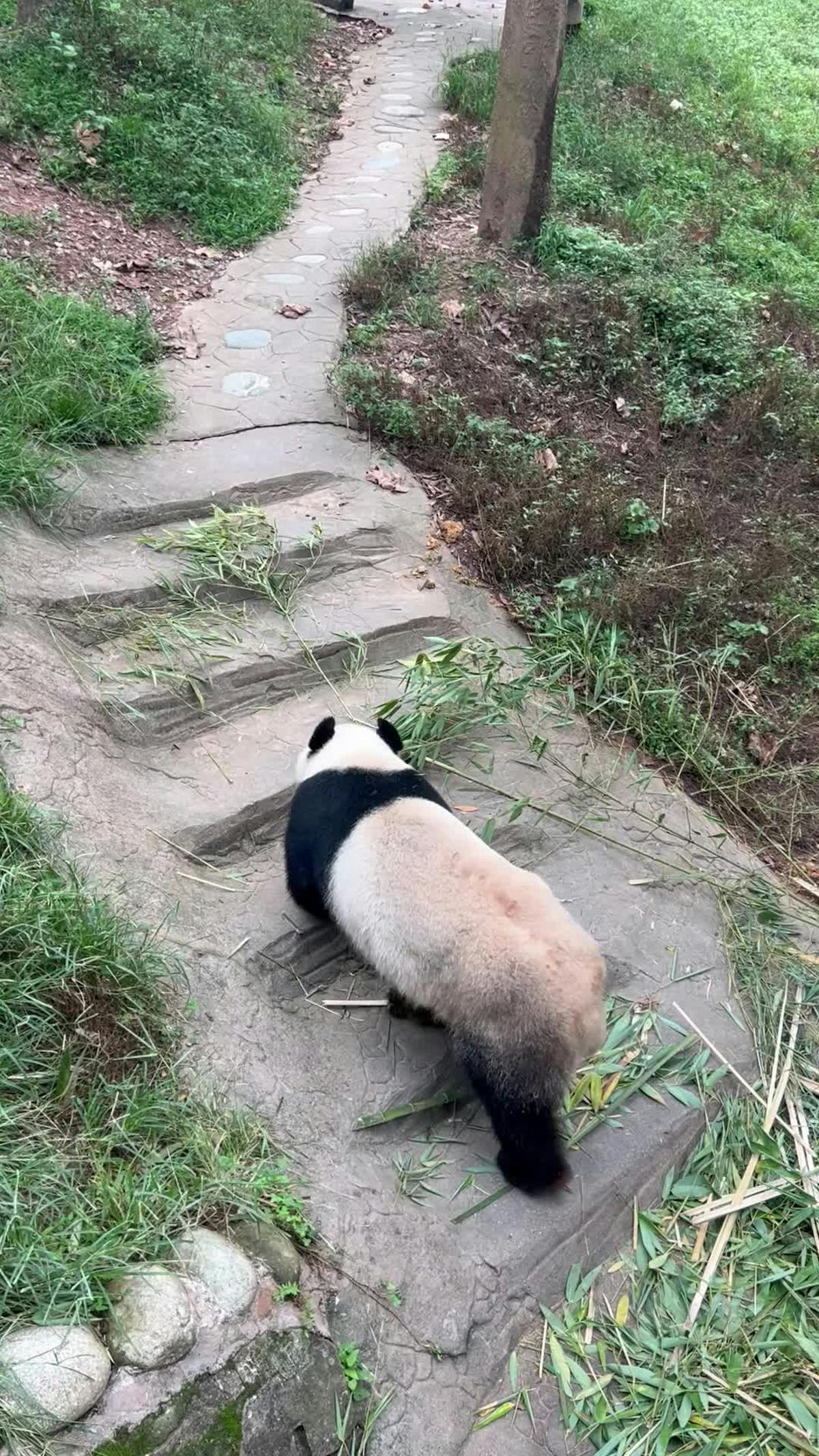 Panda Videos, Download The BEST Free 4k Stock Video Footage & Panda HD ...