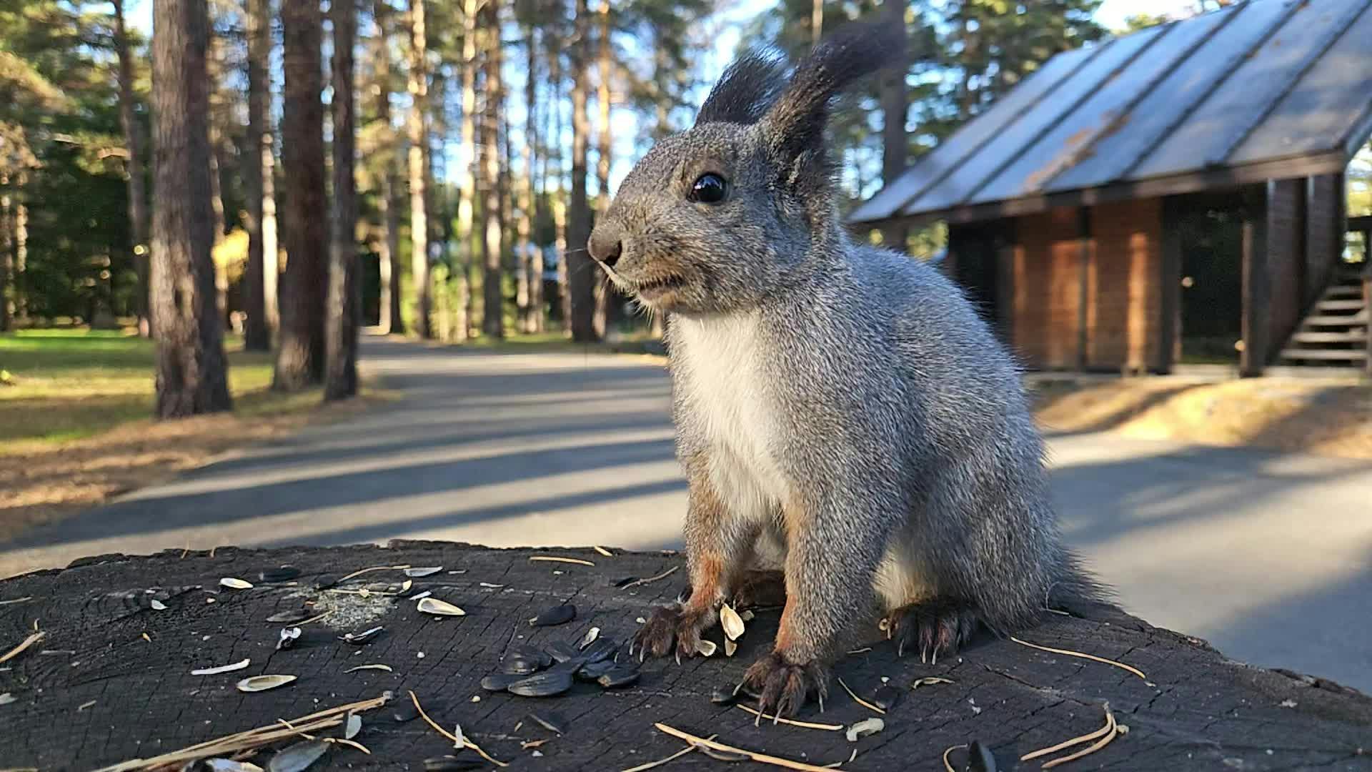 Lesbian+Eating+Grool Videos, Download The BEST Free 4k Stock Video ...