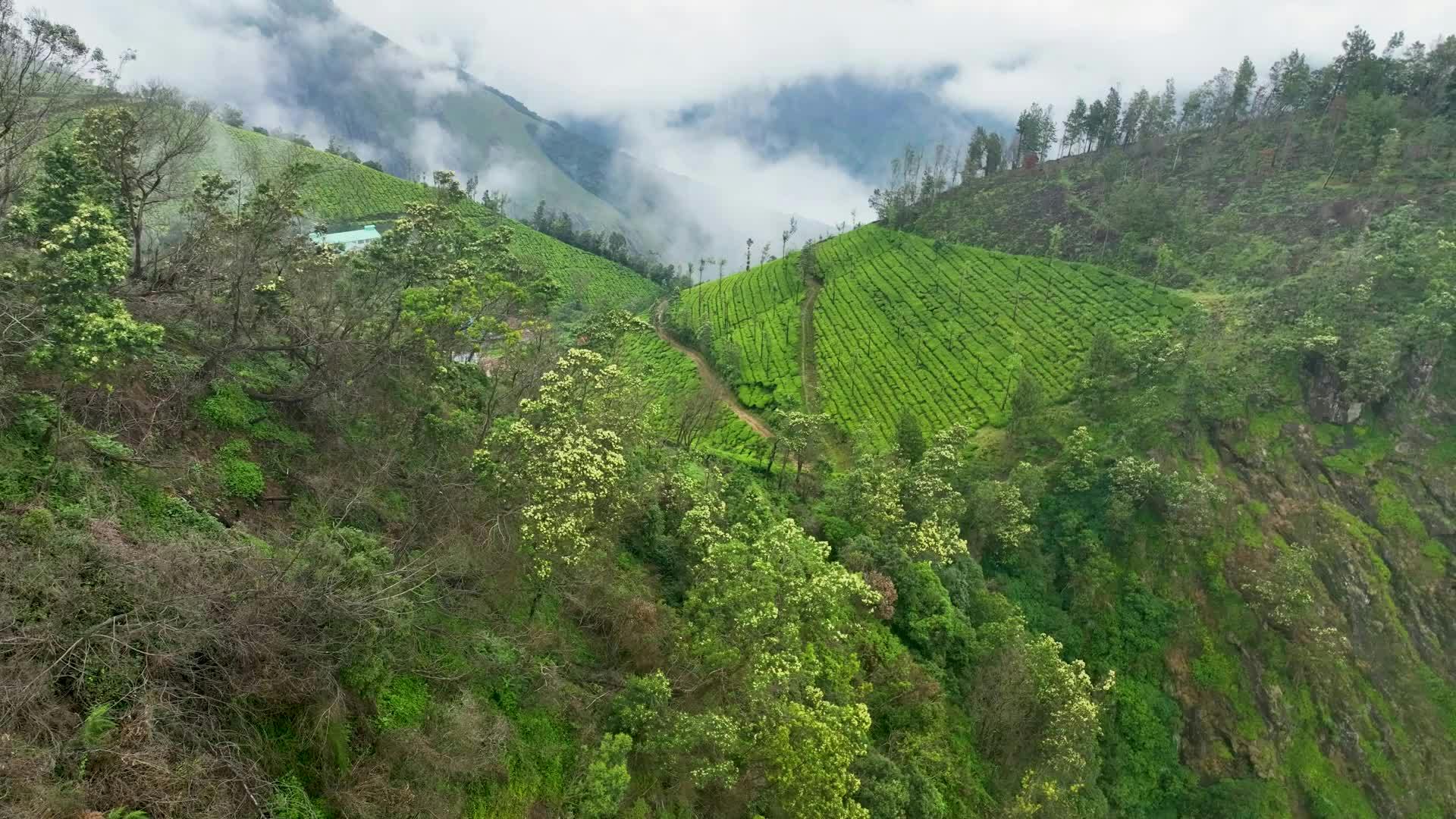 Tea Farms Kenya Videos, Download The BEST Free 4k Stock Video Footage ...