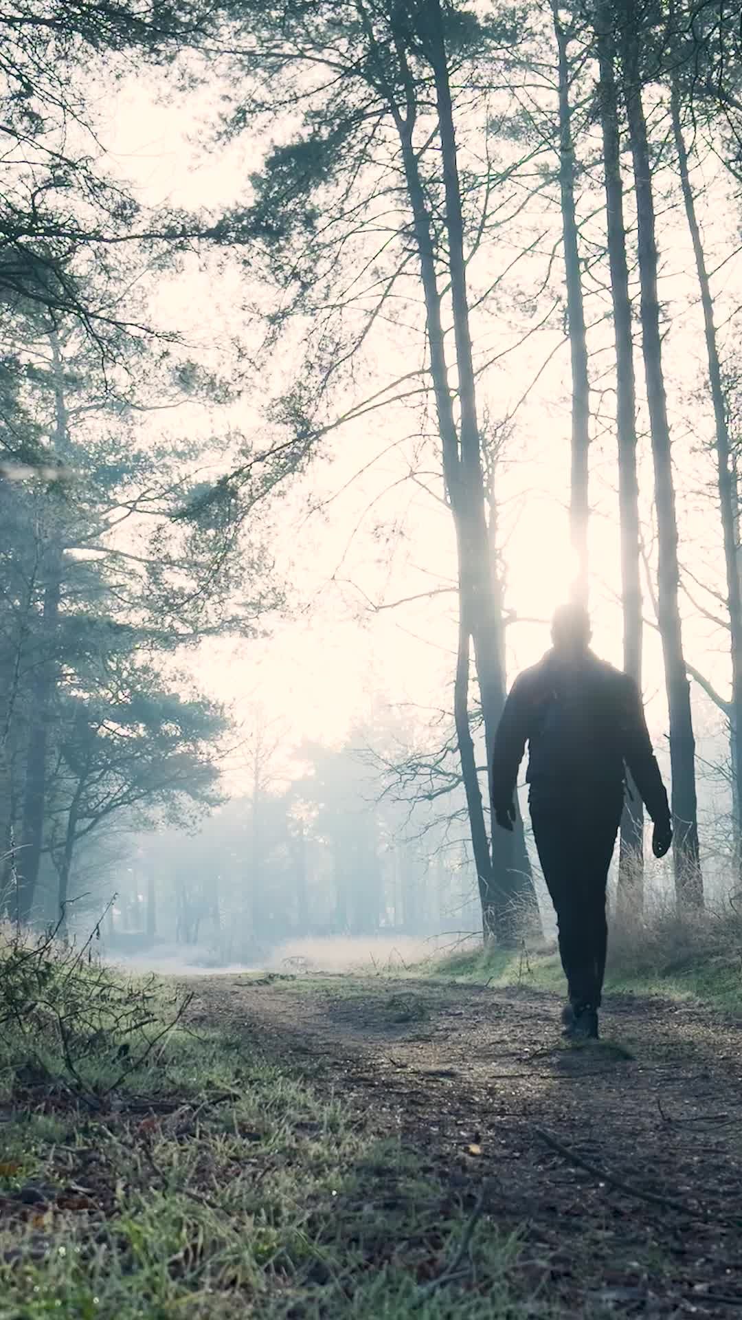 Solitary Walk in Scenic Forest at Sunrise Free Stock Video Footage ...