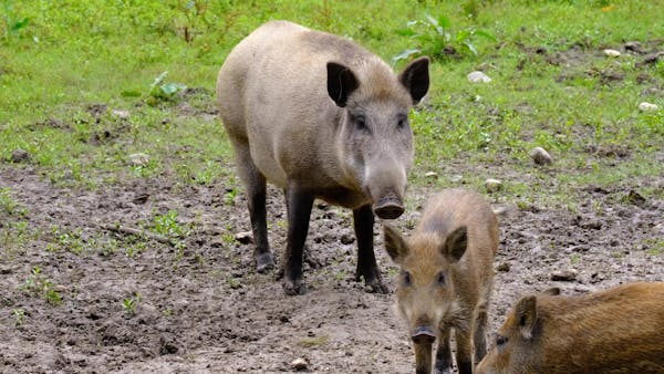 Wild Animal Behavior Videos, Download The BEST Free 4k Stock Video ...