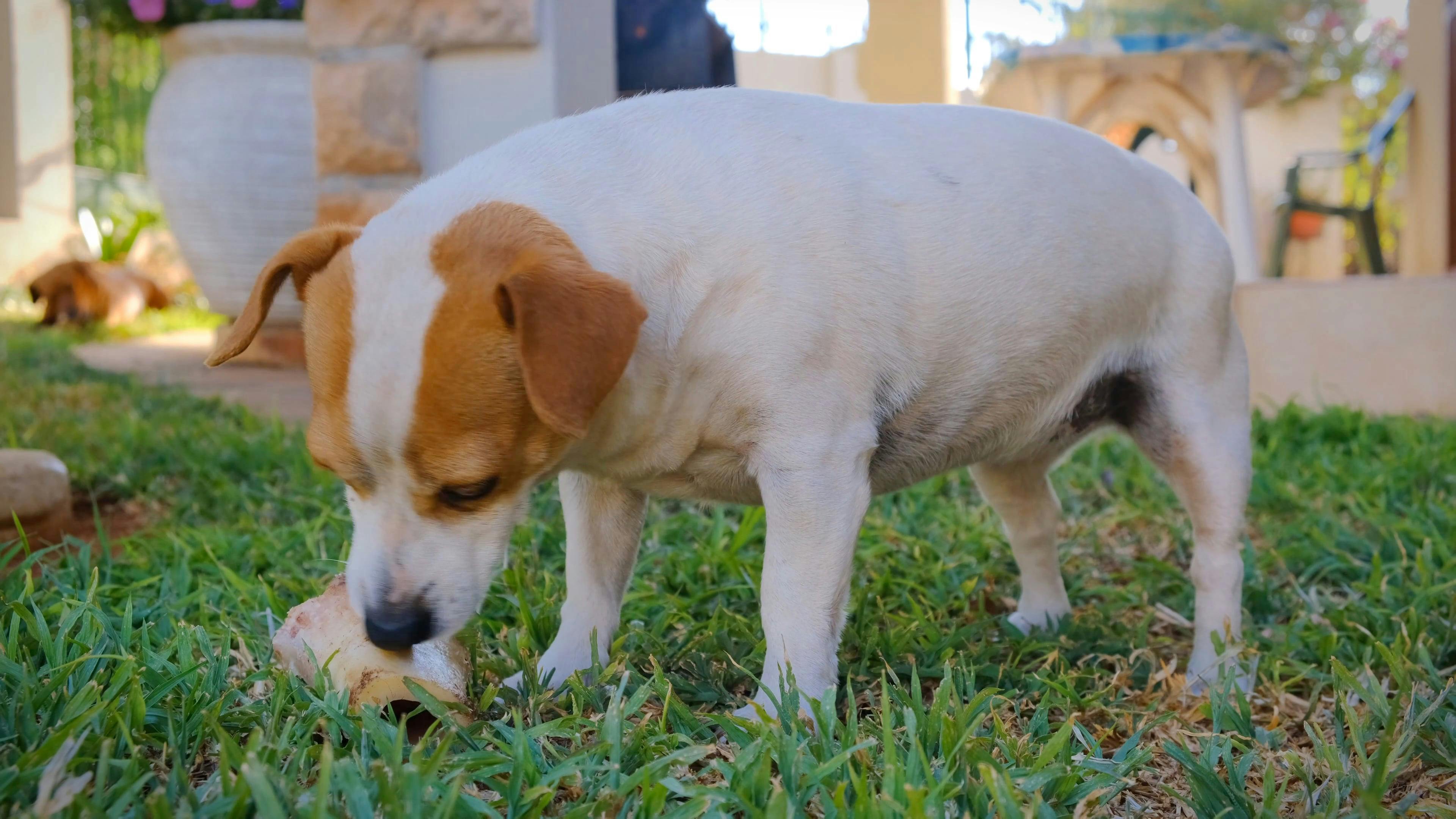 Un Perro Mascota Masticando Un Hueso Grande · Vídeos de stock gratuitos