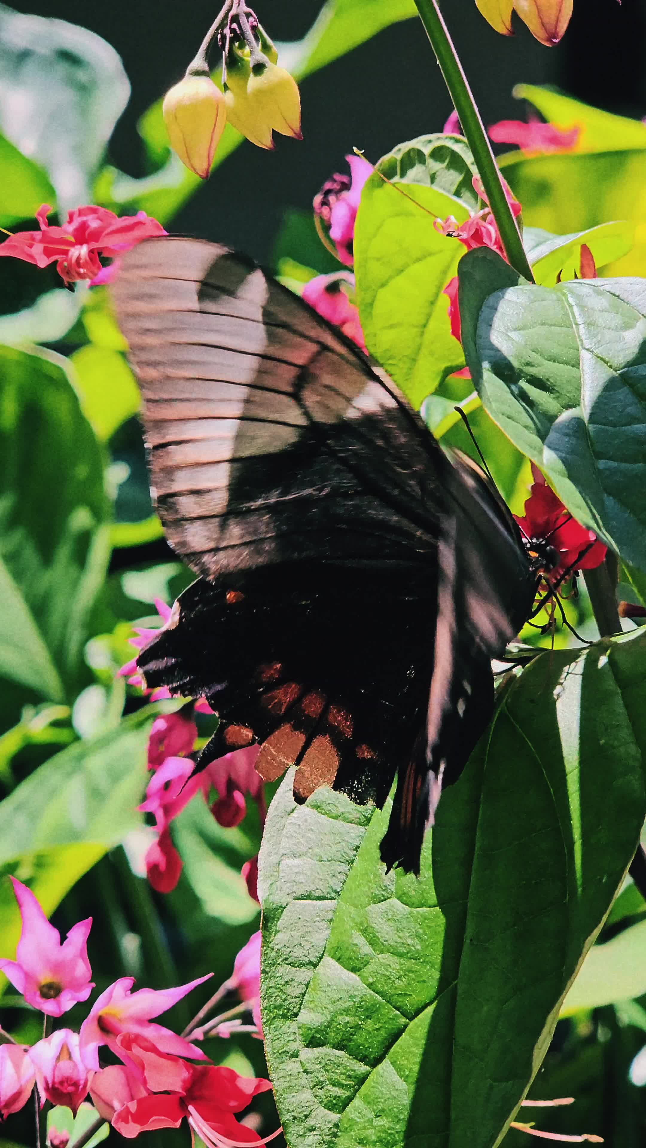 Close-Up Video Of Butterfly On Flowers Free Stock Video Footage ...