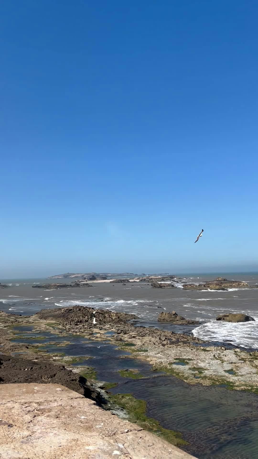 Locus Shell Videos, Download The BEST Free 4k Stock Video Footage ...