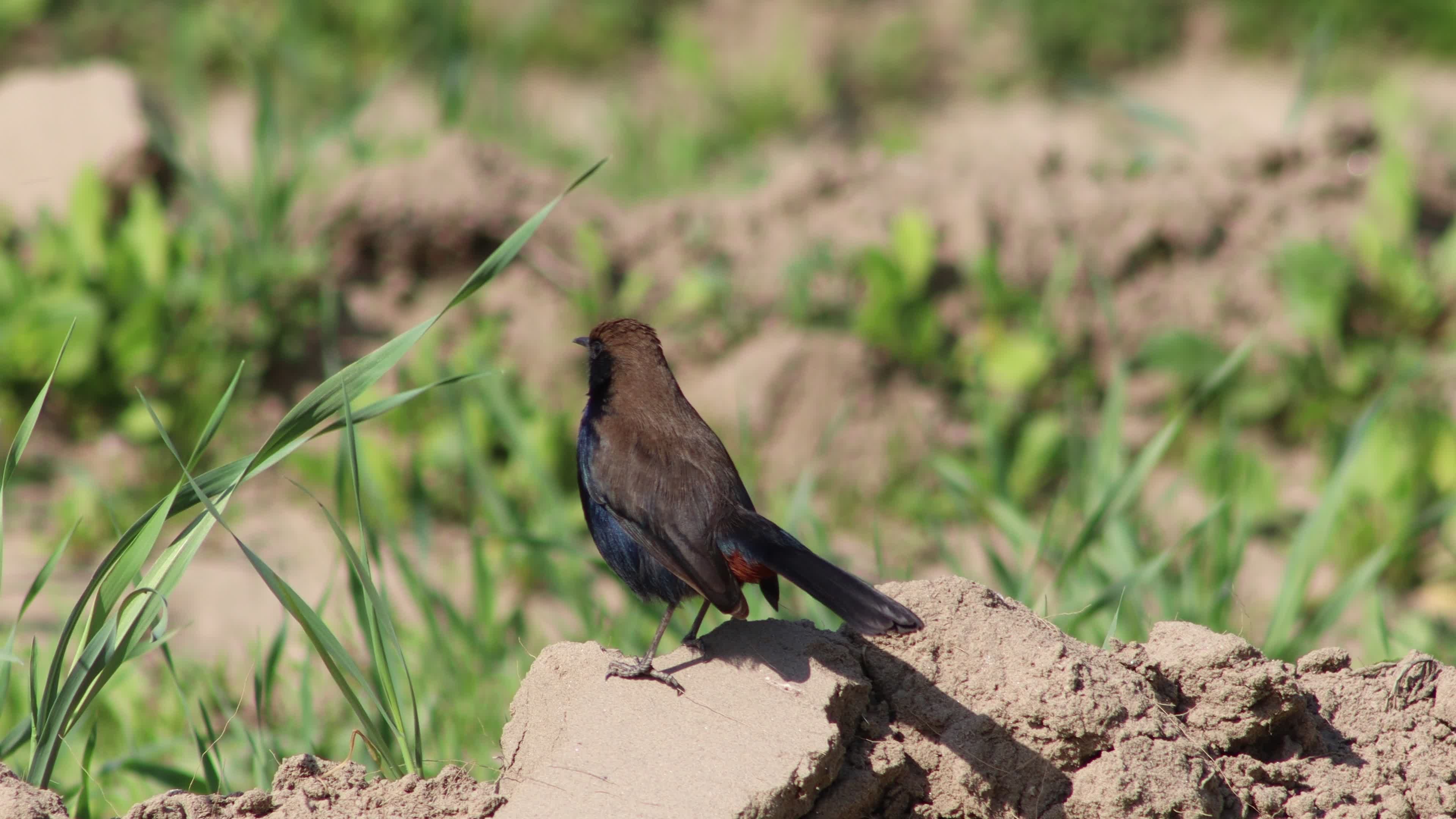 Bird Bits Videos, Download The BEST Free 4k Stock Video Footage & Bird ...