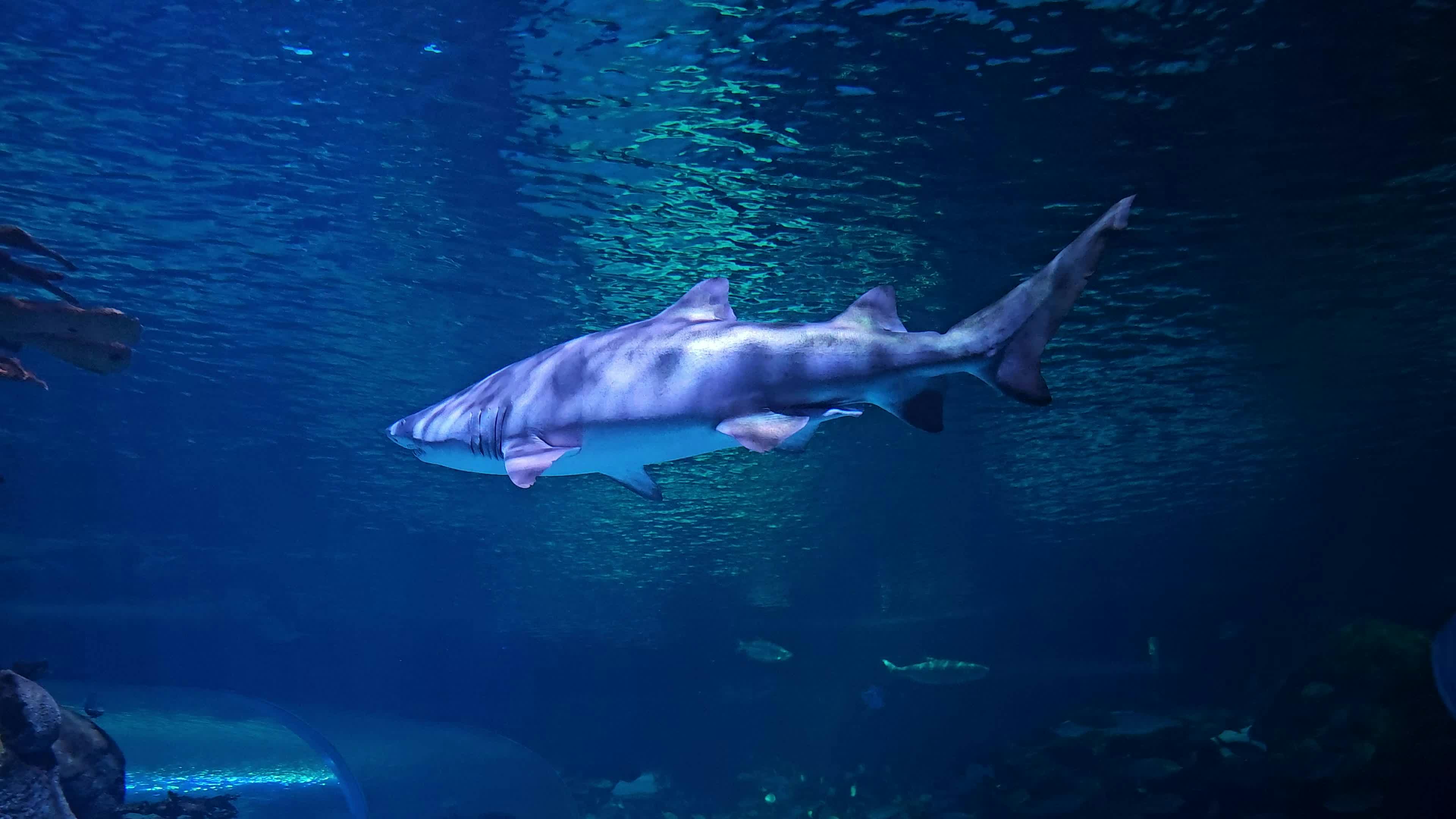 Sharking+Compilation Videos, Download The BEST Free 4k Stock Video ...