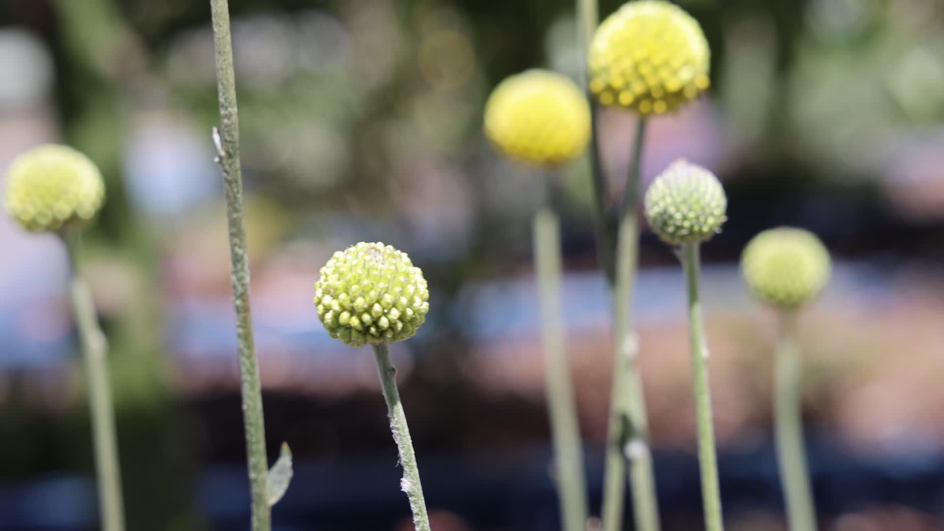 Close-up of Billy Buttons Flowers in Bloom Free Stock Video Footage ...