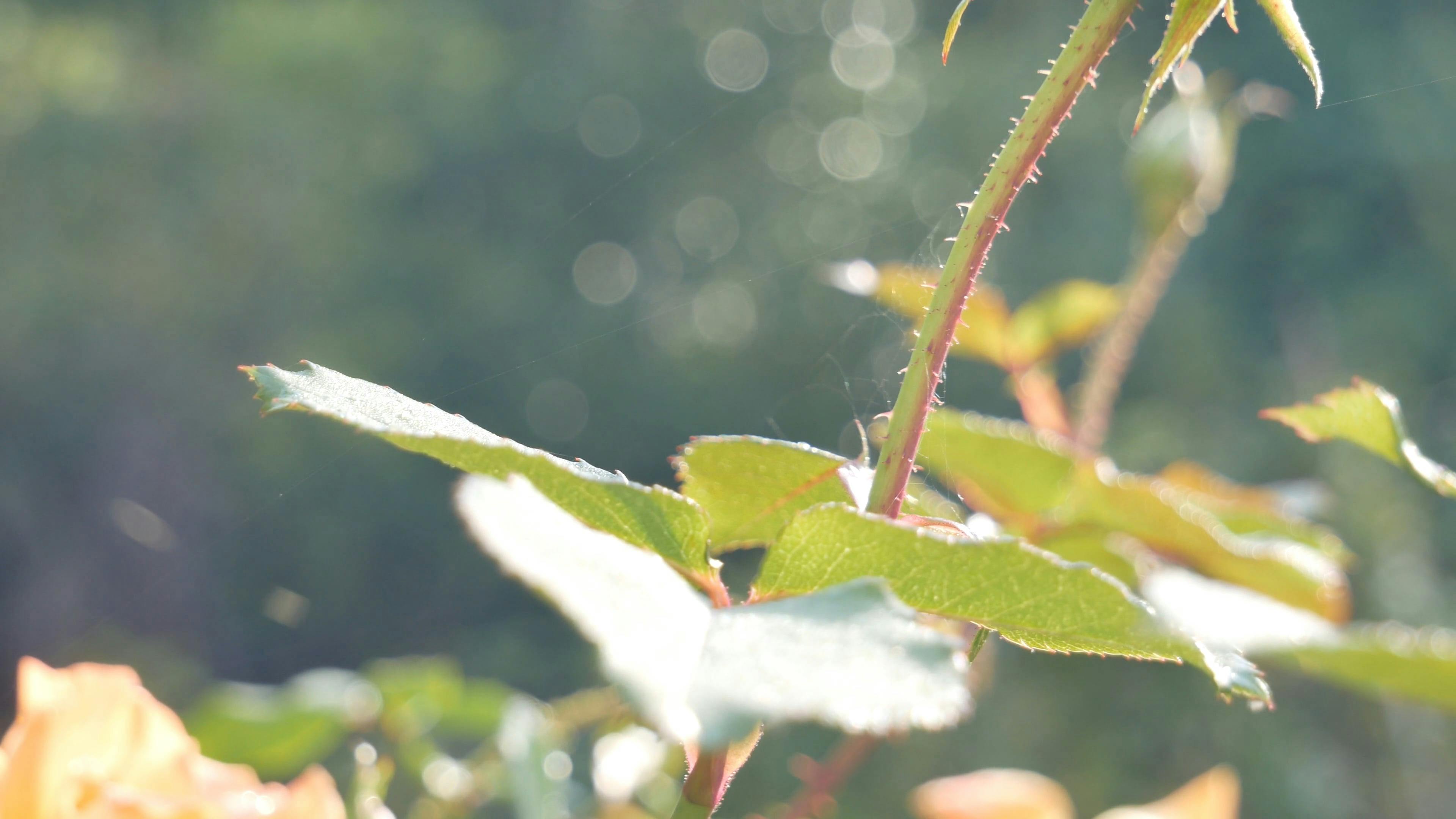 Close-Up Video of Dried Roses Free Stock Video Footage, Royalty-Free 4K ...