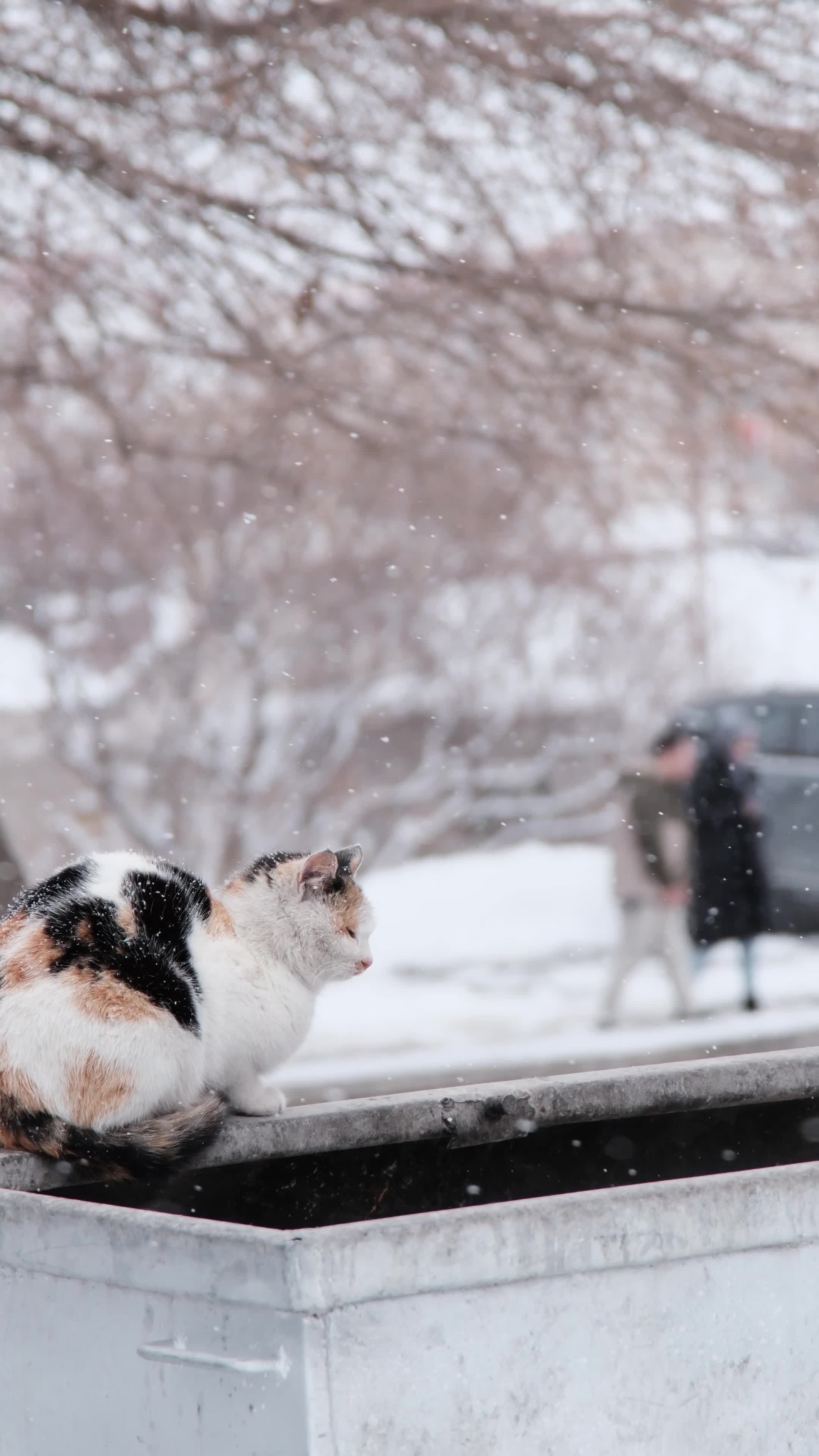 Kucing Calico Videos, Download The BEST Free 4k Stock Video Footage ...