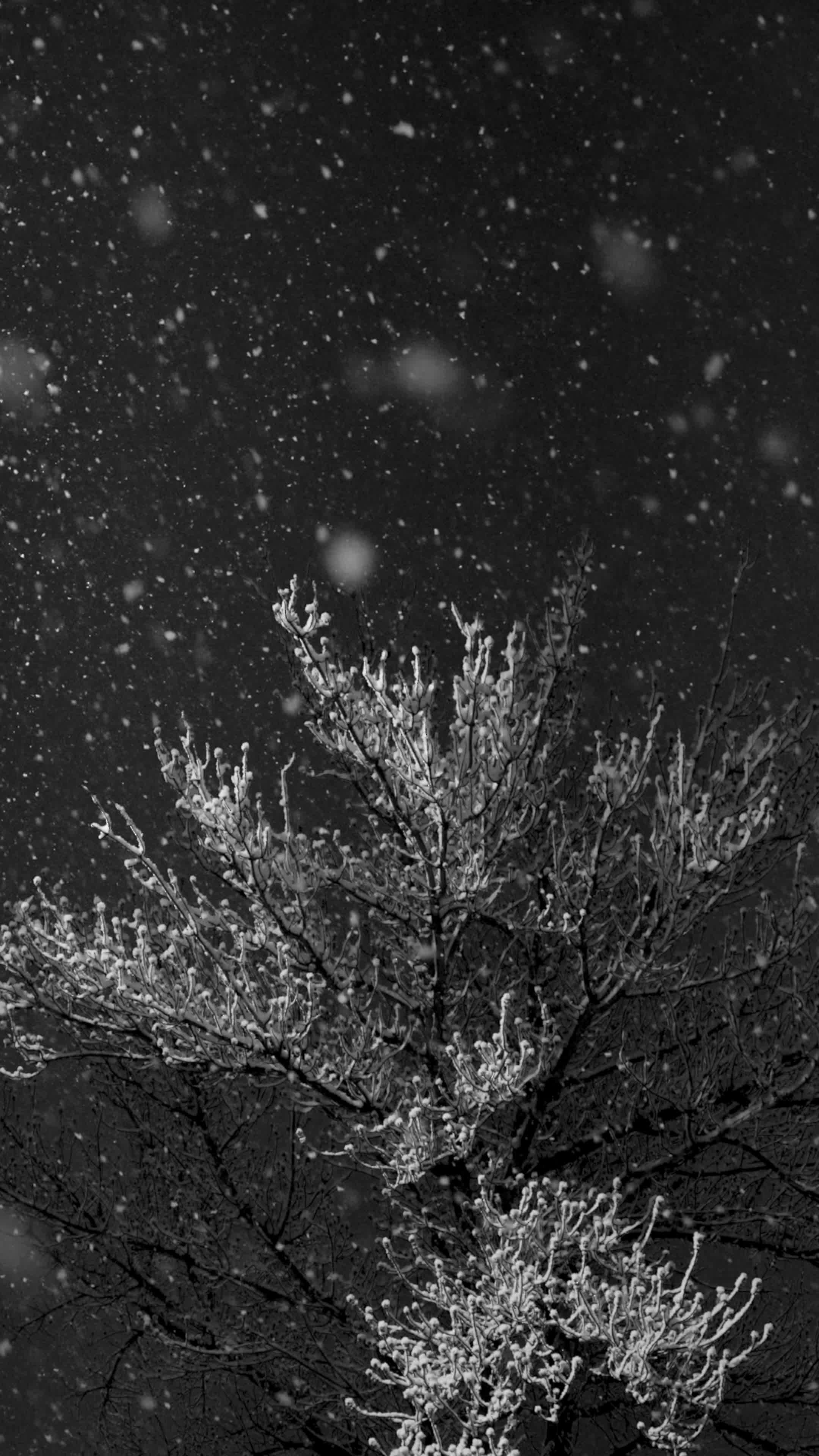 Snowfall Night Desktop Videos, Download The BEST Free 4k Stock Video ...