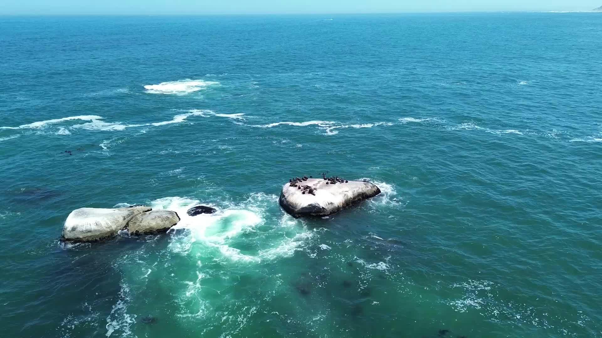 Aerial View of Seals Resting on Ocean Rocks Free Stock Video Footage ...