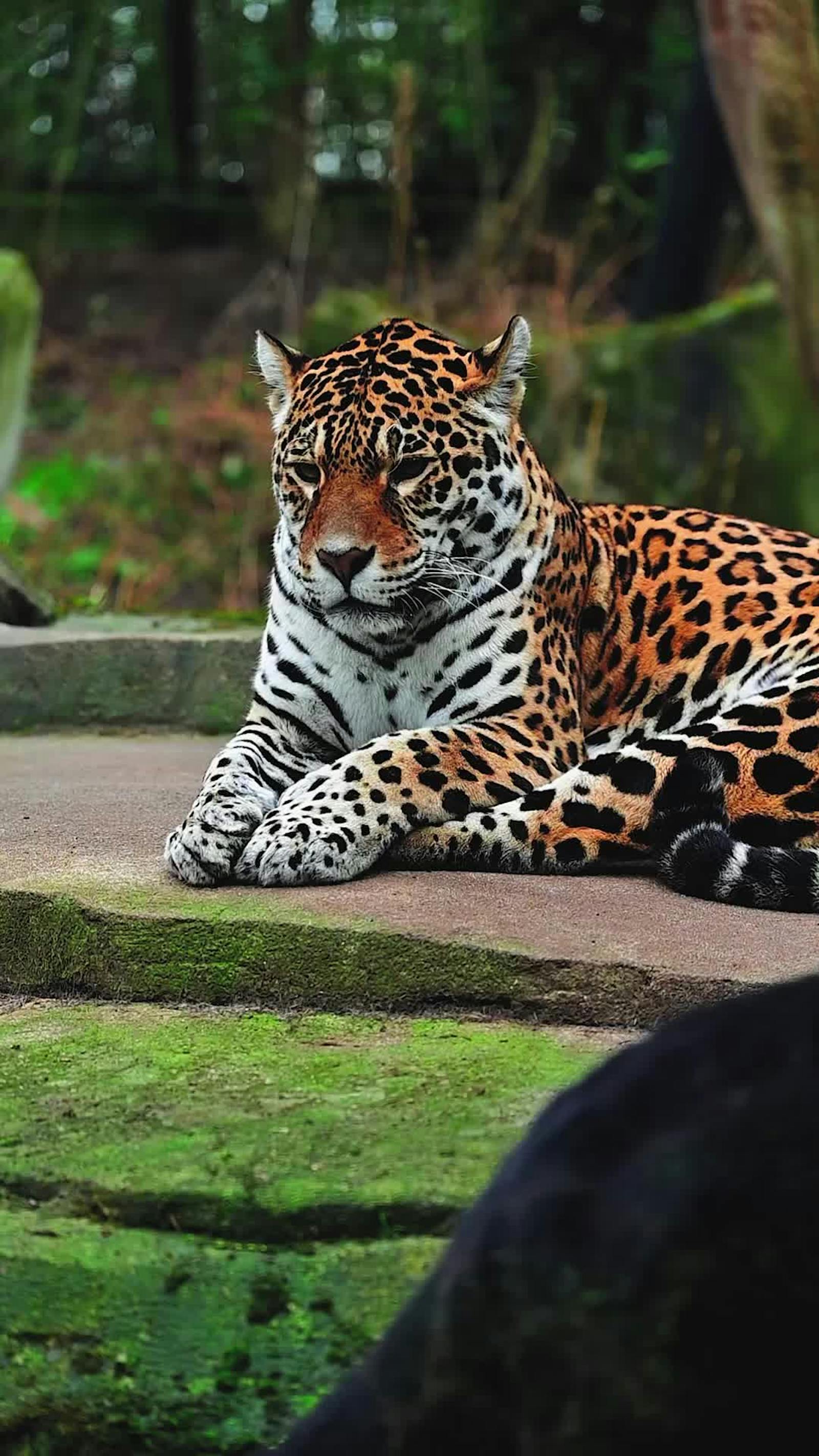 Animal Jungle Videos, Download The BEST Free 4k Stock Video Footage ...