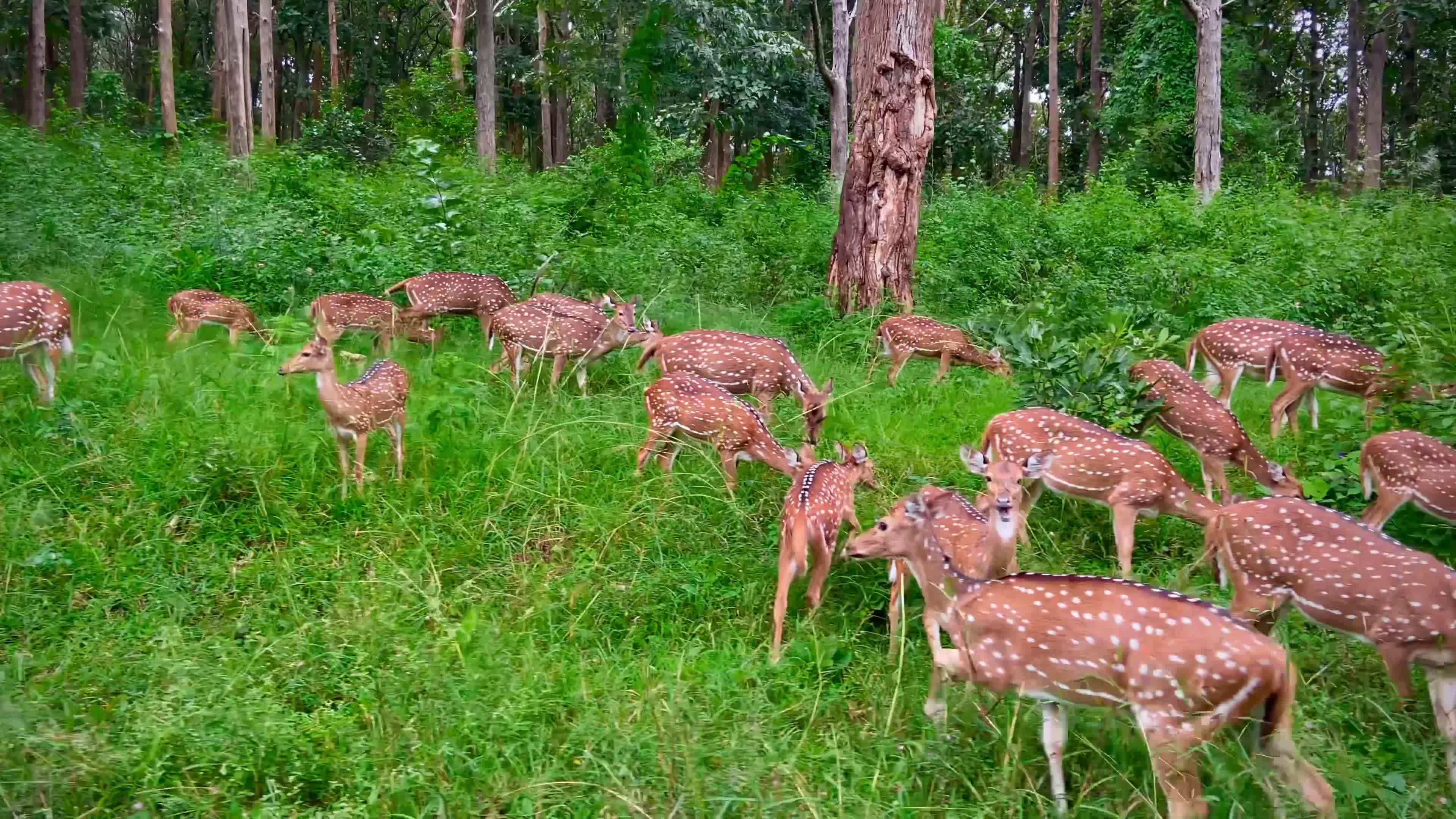 Chital Deer Herd Grazing in Lush Forest Free Stock Video Footage ...