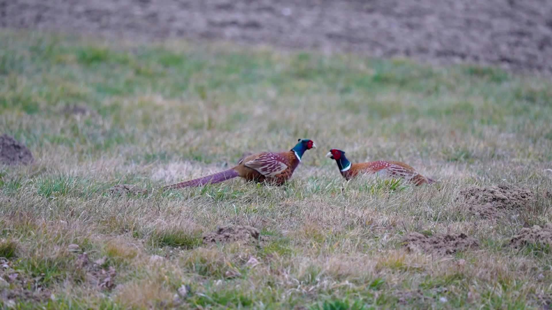 Audacious Behavior Videos, Download The BEST Free 4k Stock Video ...