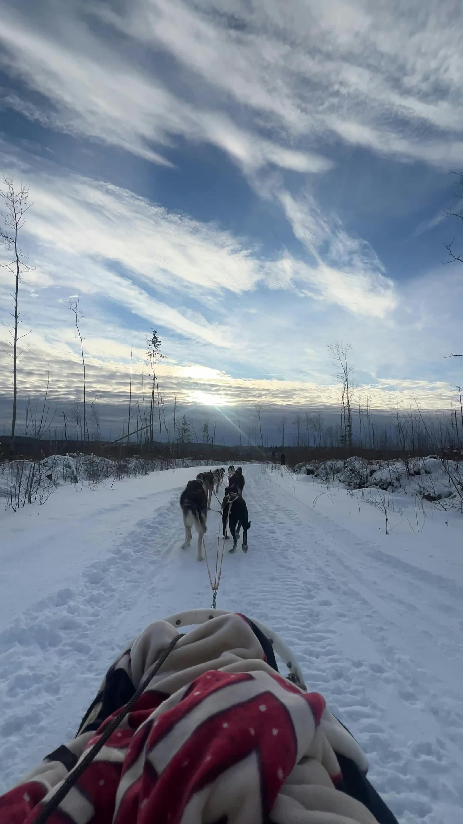 Girl+Taking+Dog+Knot Videos, Download The BEST Free 4k Stock Video ...