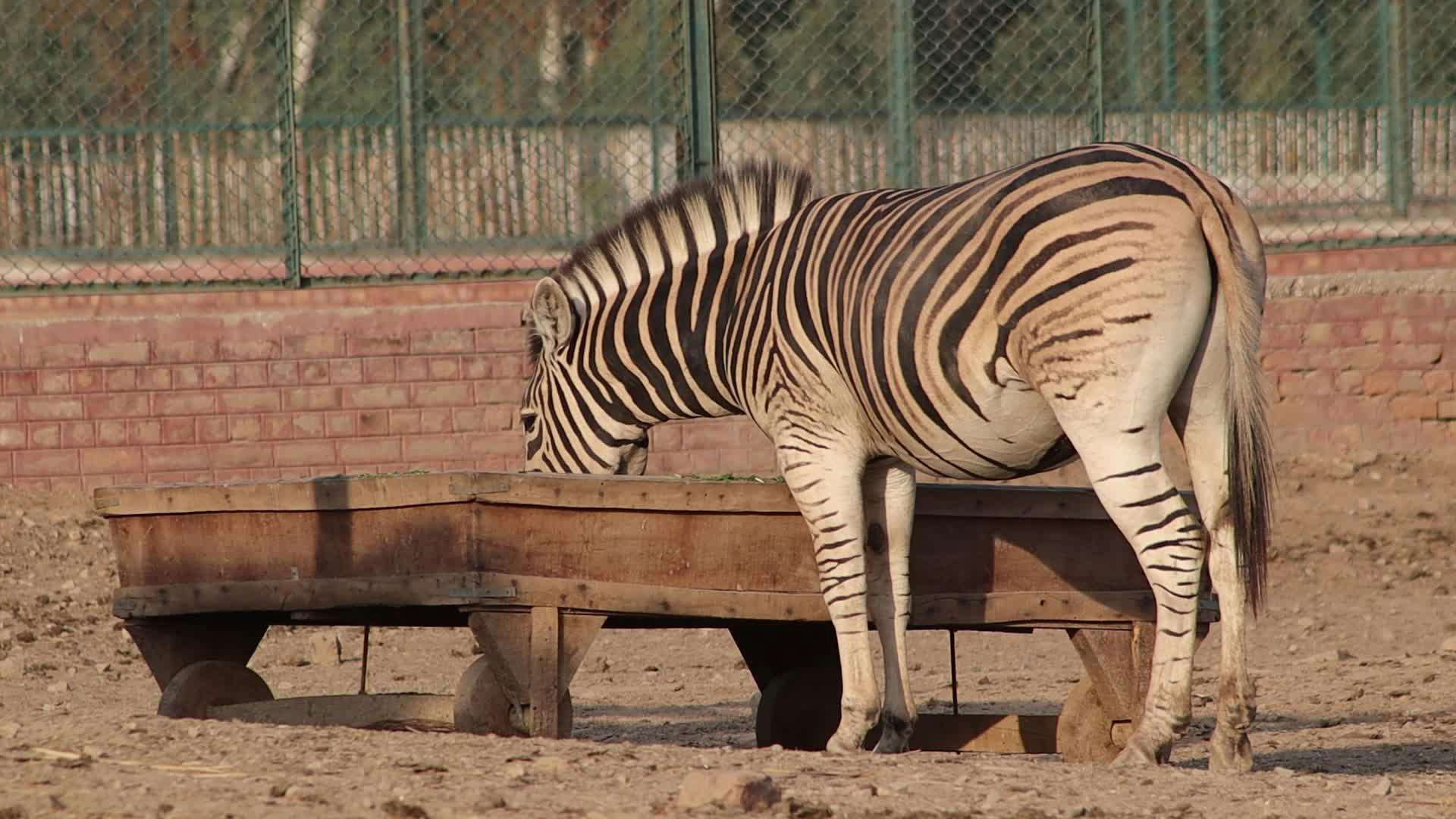 Zebra standing at a feeding trough in zoo Free Stock Video Footage ...