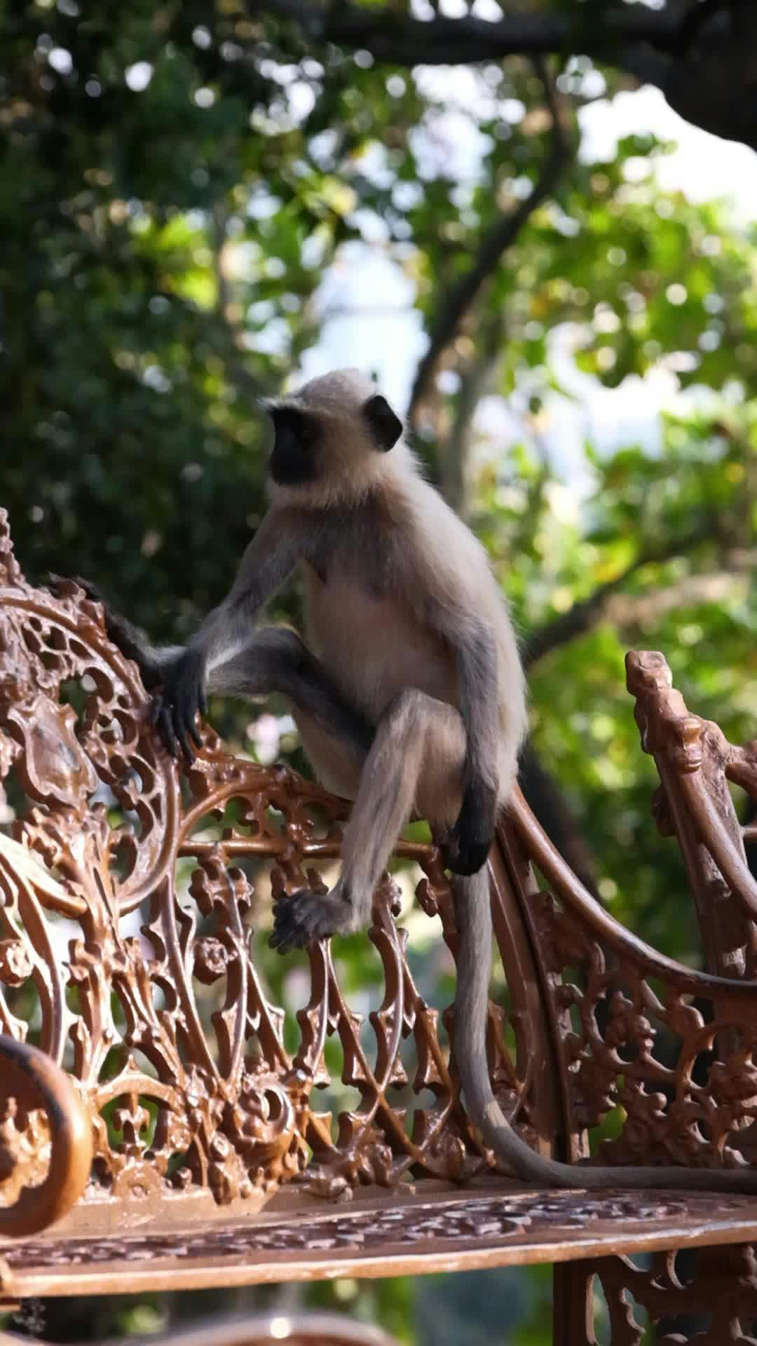 Monkey Rizz Videos, Download The BEST Free 4k Stock Video Footage ...