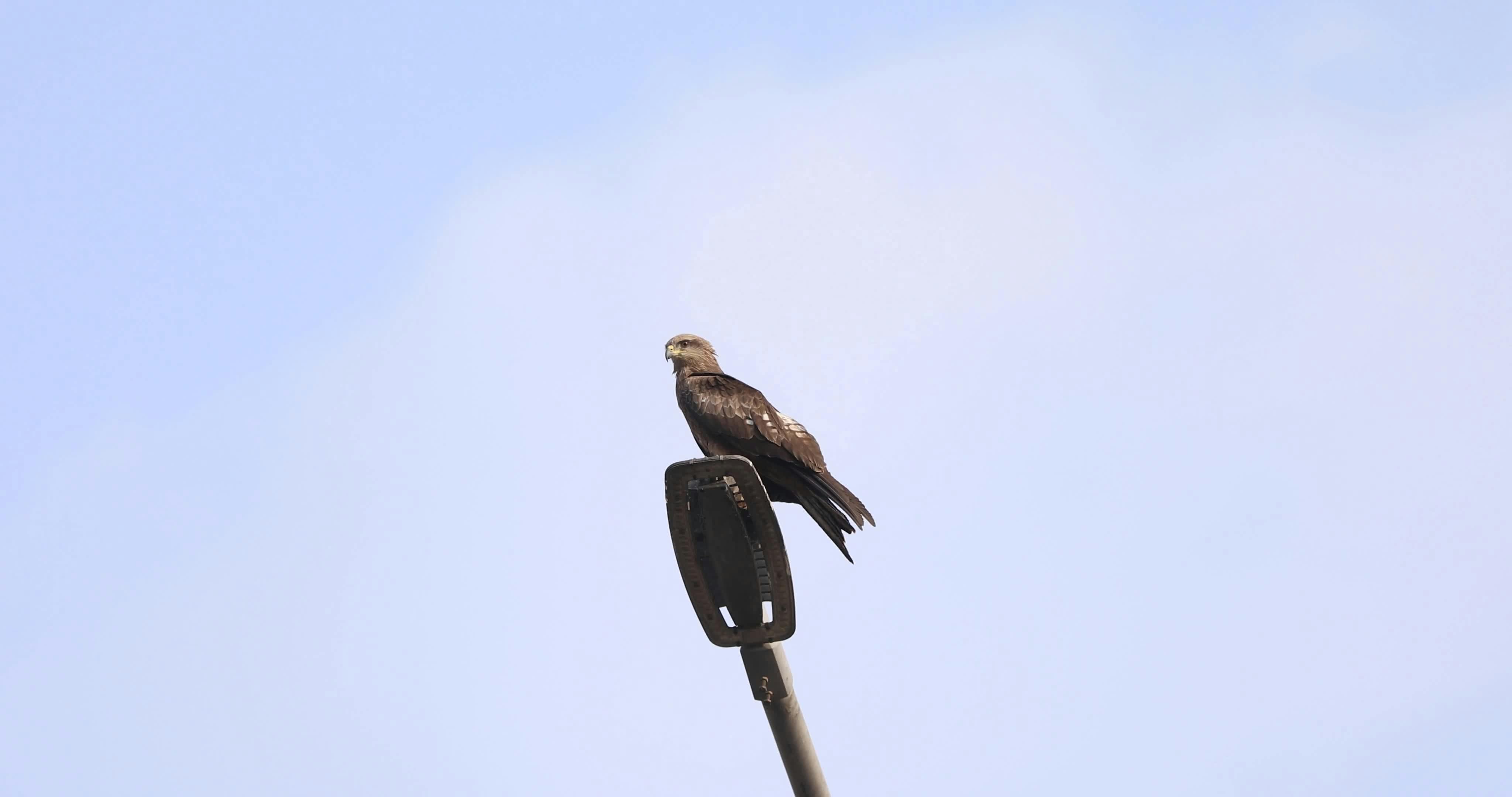 Sky Animations Videos, Download The BEST Free 4k Stock Video Footage ...