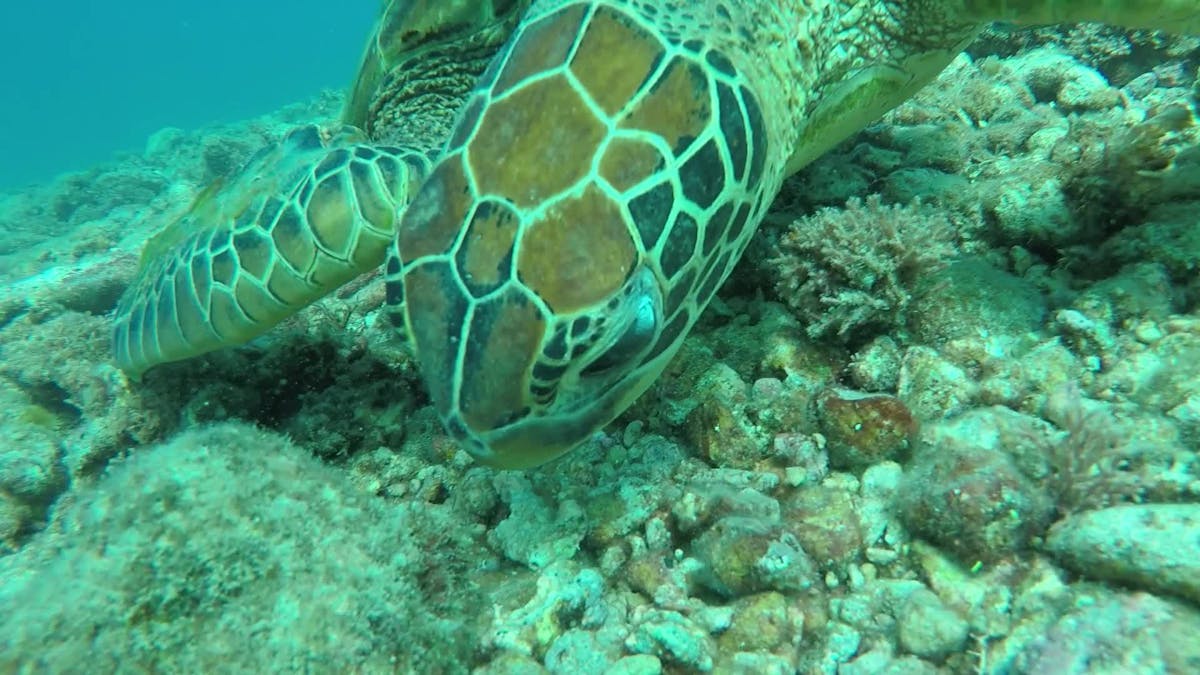 Ocean Life Videos, Download The BEST Free 4k Stock Video Footage ...