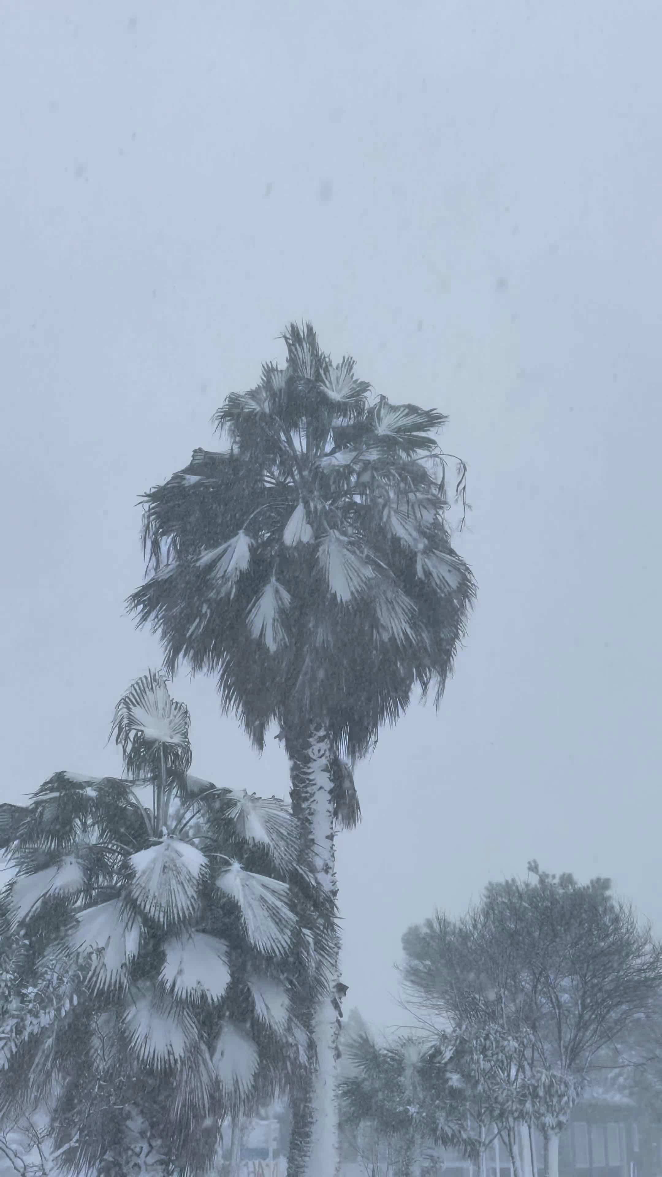 Frozen Palm Videos, Download The BEST Free 4k Stock Video Footage ...